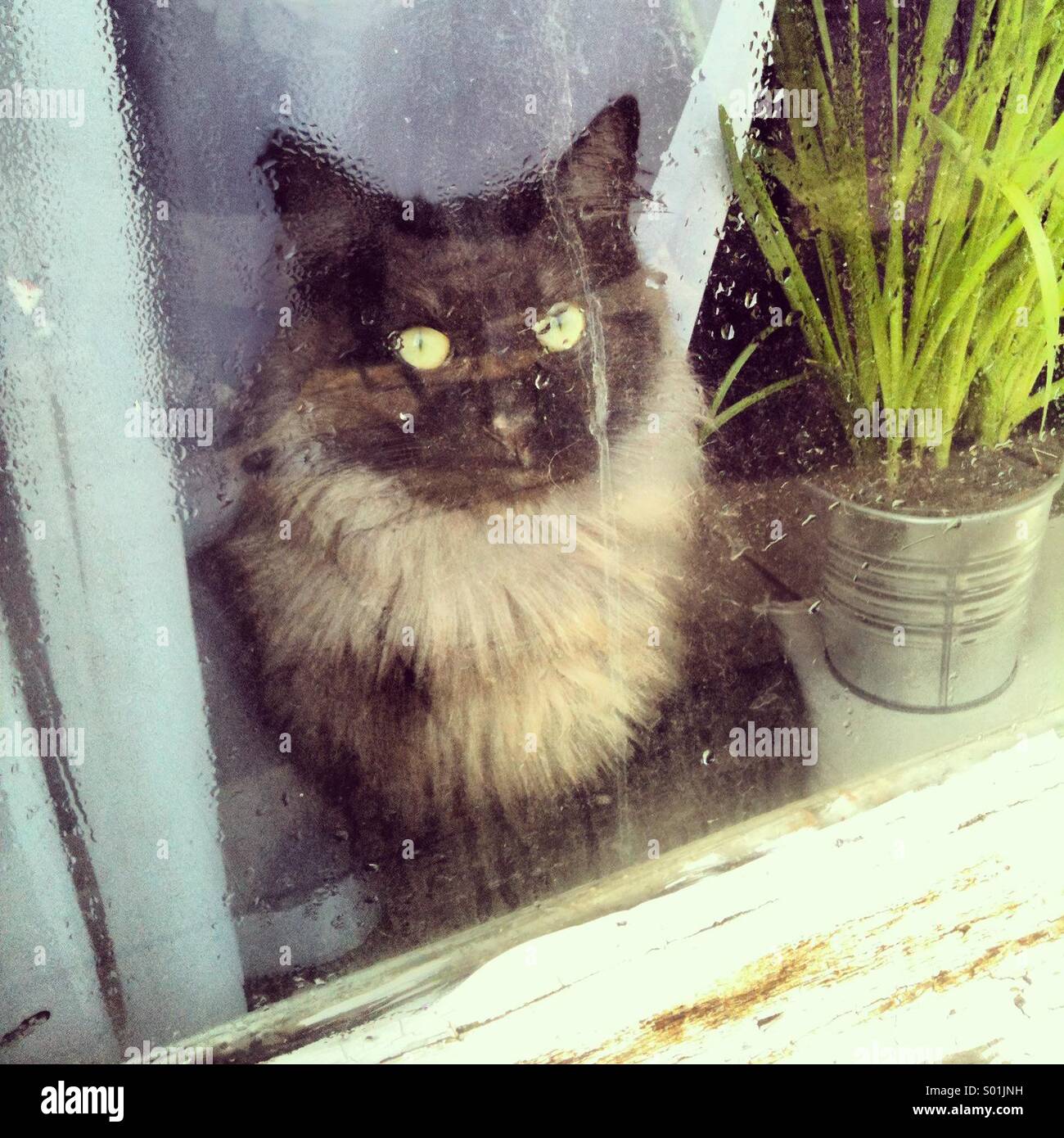 Cat wet window hi-res stock photography and images - Alamy