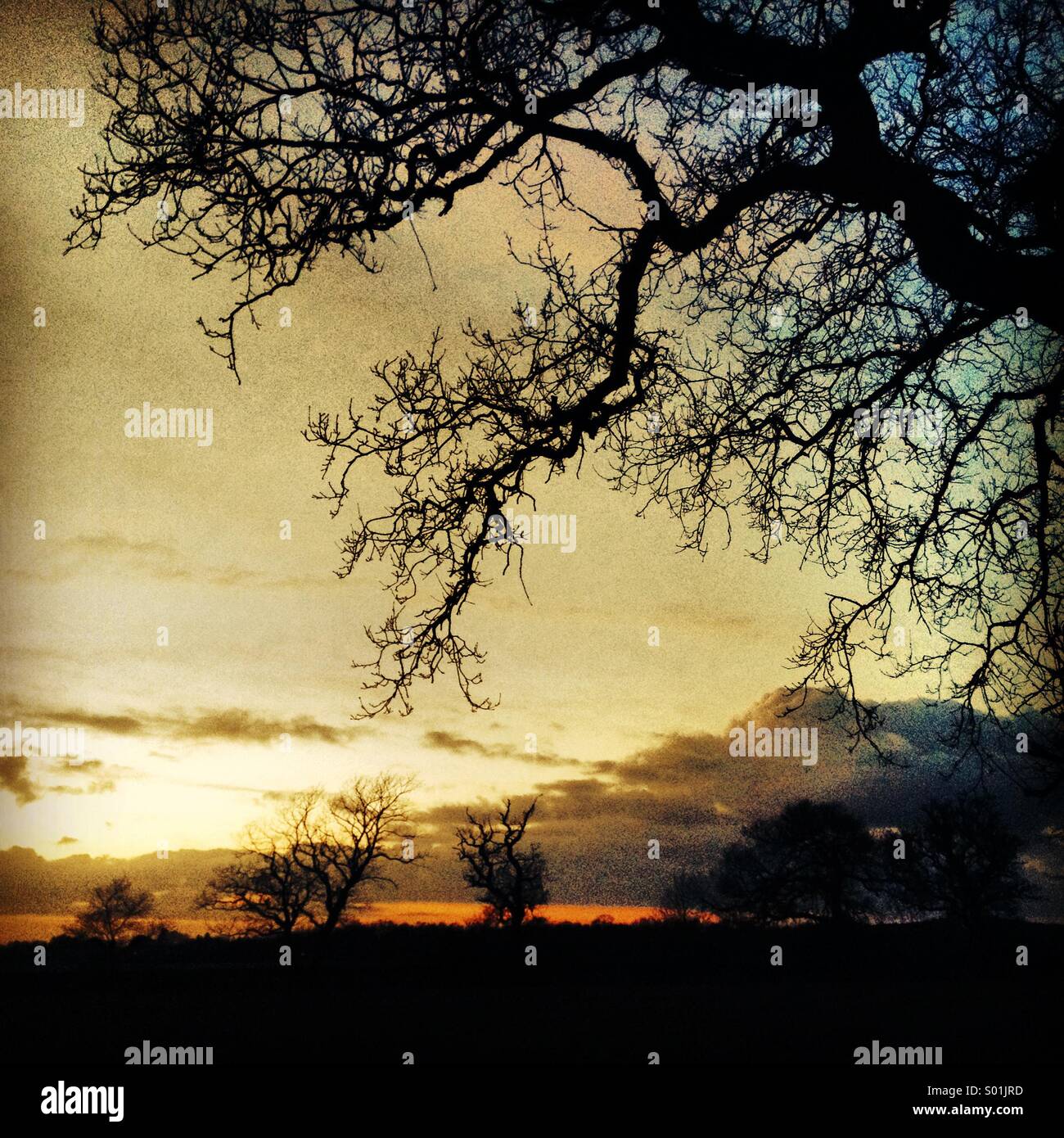 English oak at sunset hi-res stock photography and images - Alamy