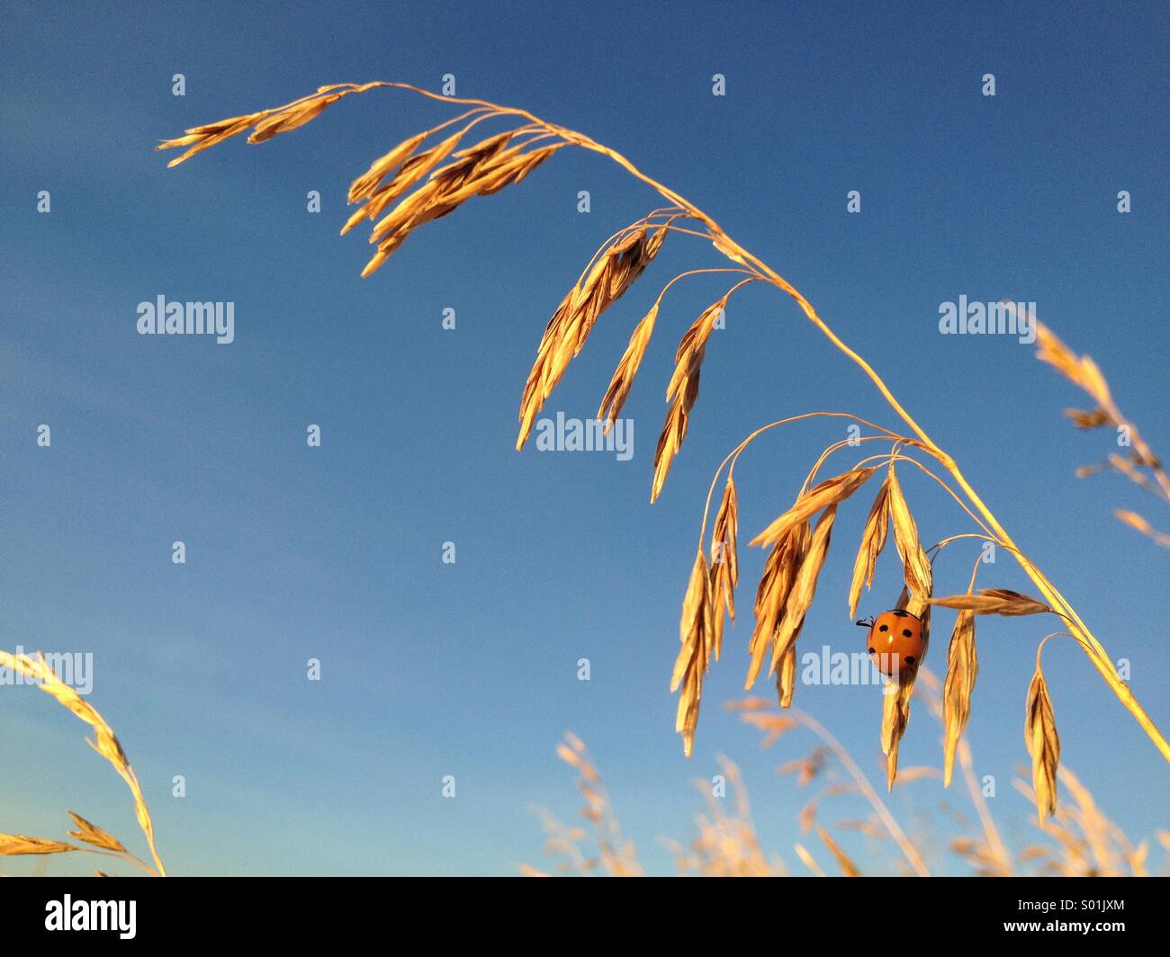 Insects outdoors hi-res stock photography and images - Alamy