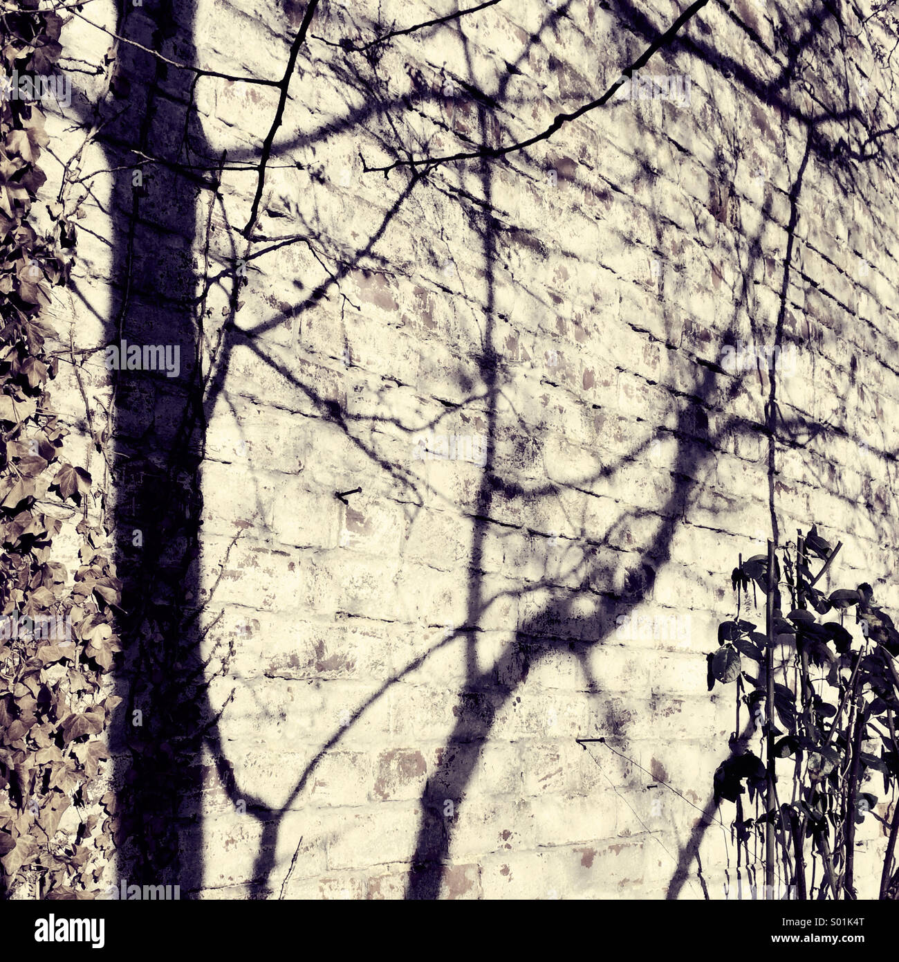 Tree Shadows On Wall High Resolution Stock Photography and Images - Alamy