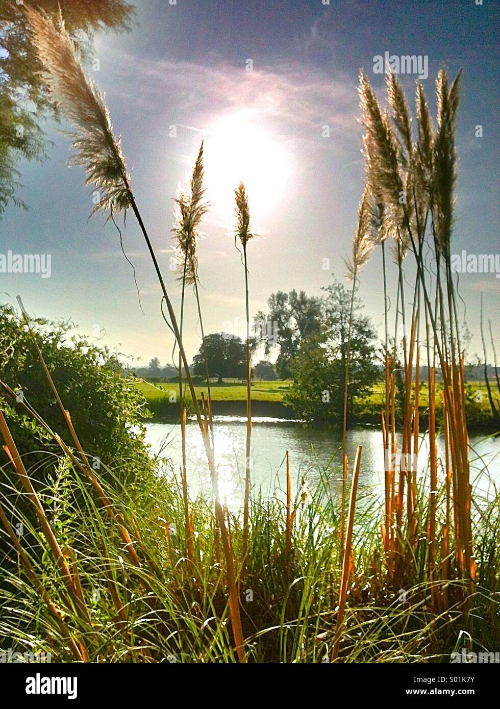 Reeds river bank riverbank hi-res stock photography and images - Alamy