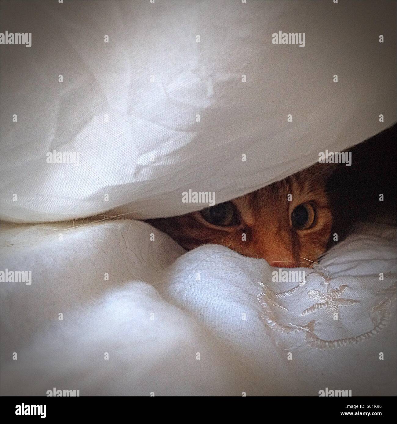 Ginger bed hi-res stock photography and images - Alamy