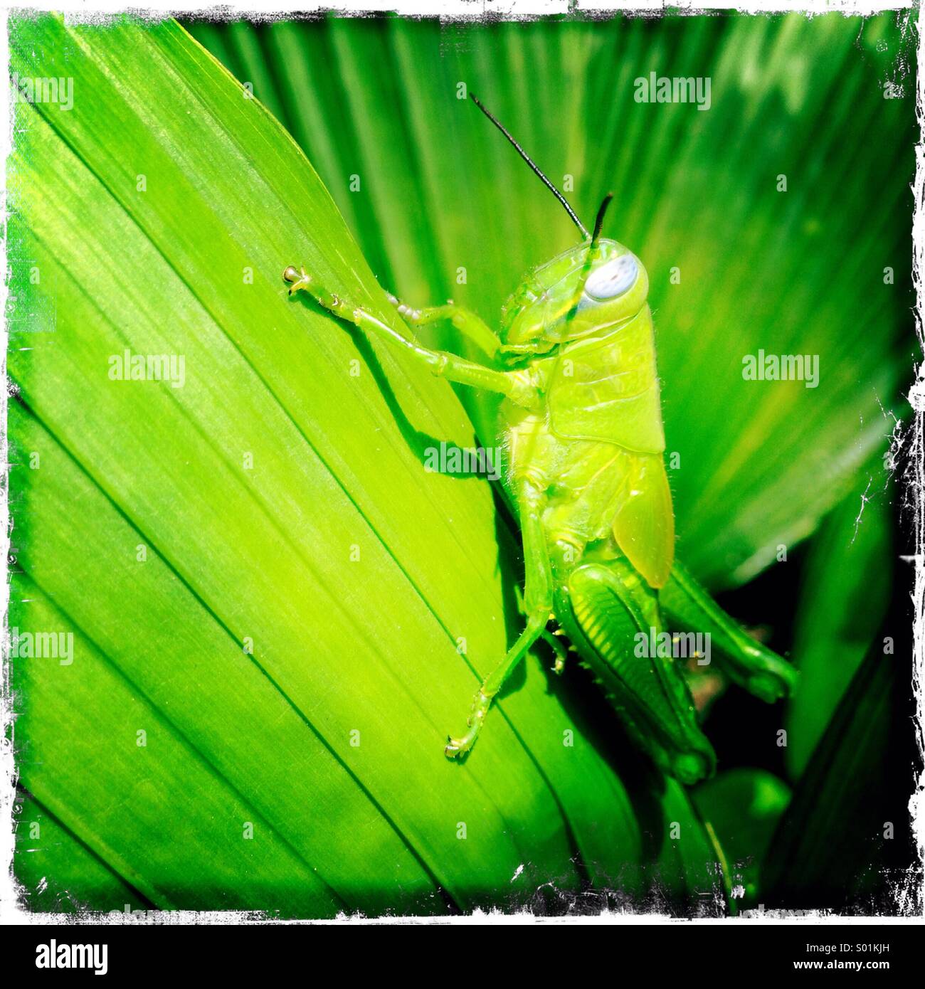 Garden grasshopper hi-res stock photography and images - Alamy