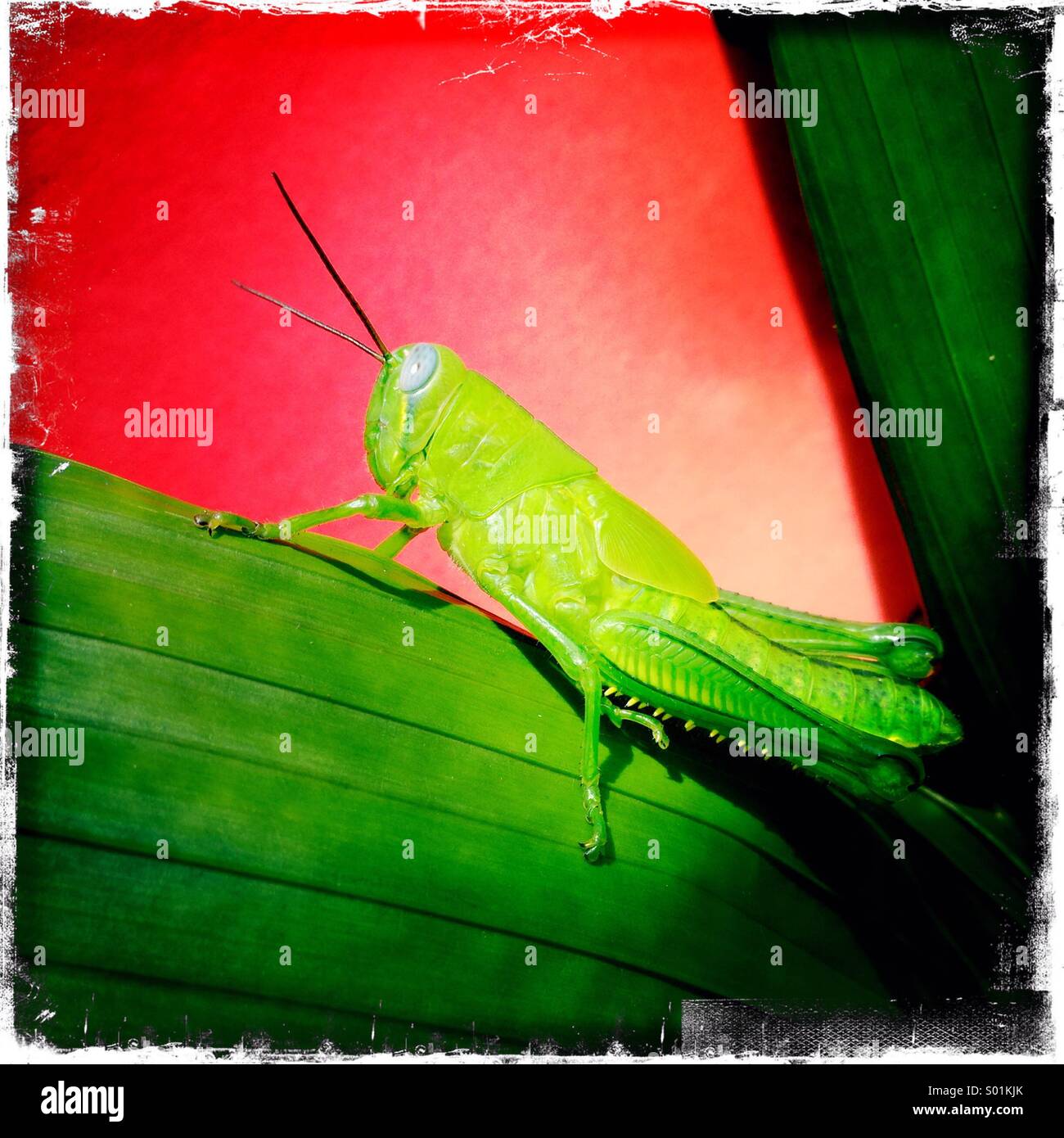Grass hopper hi-res stock photography and images - Alamy