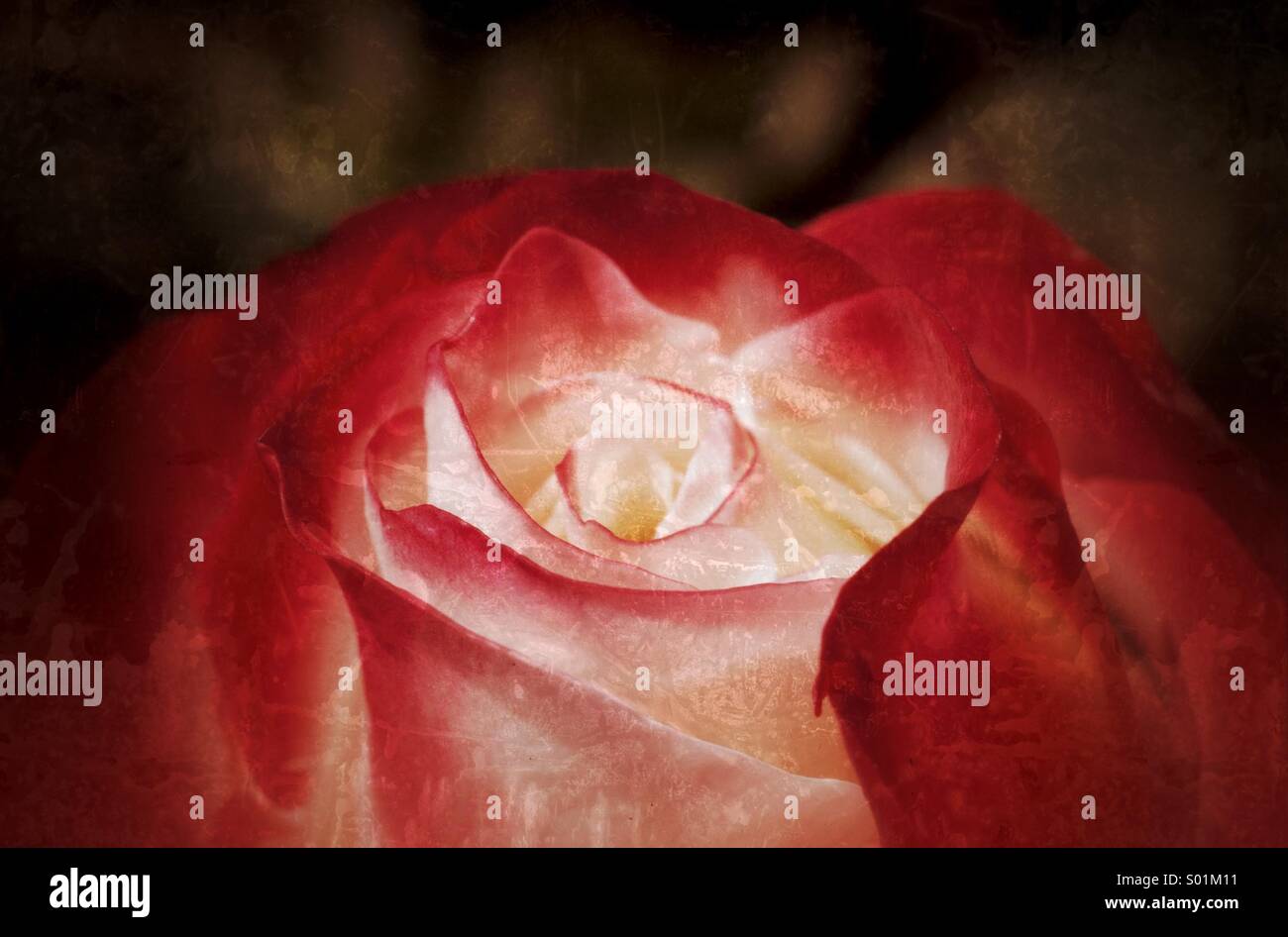 Grungy red and cream rose Stock Photo - Alamy