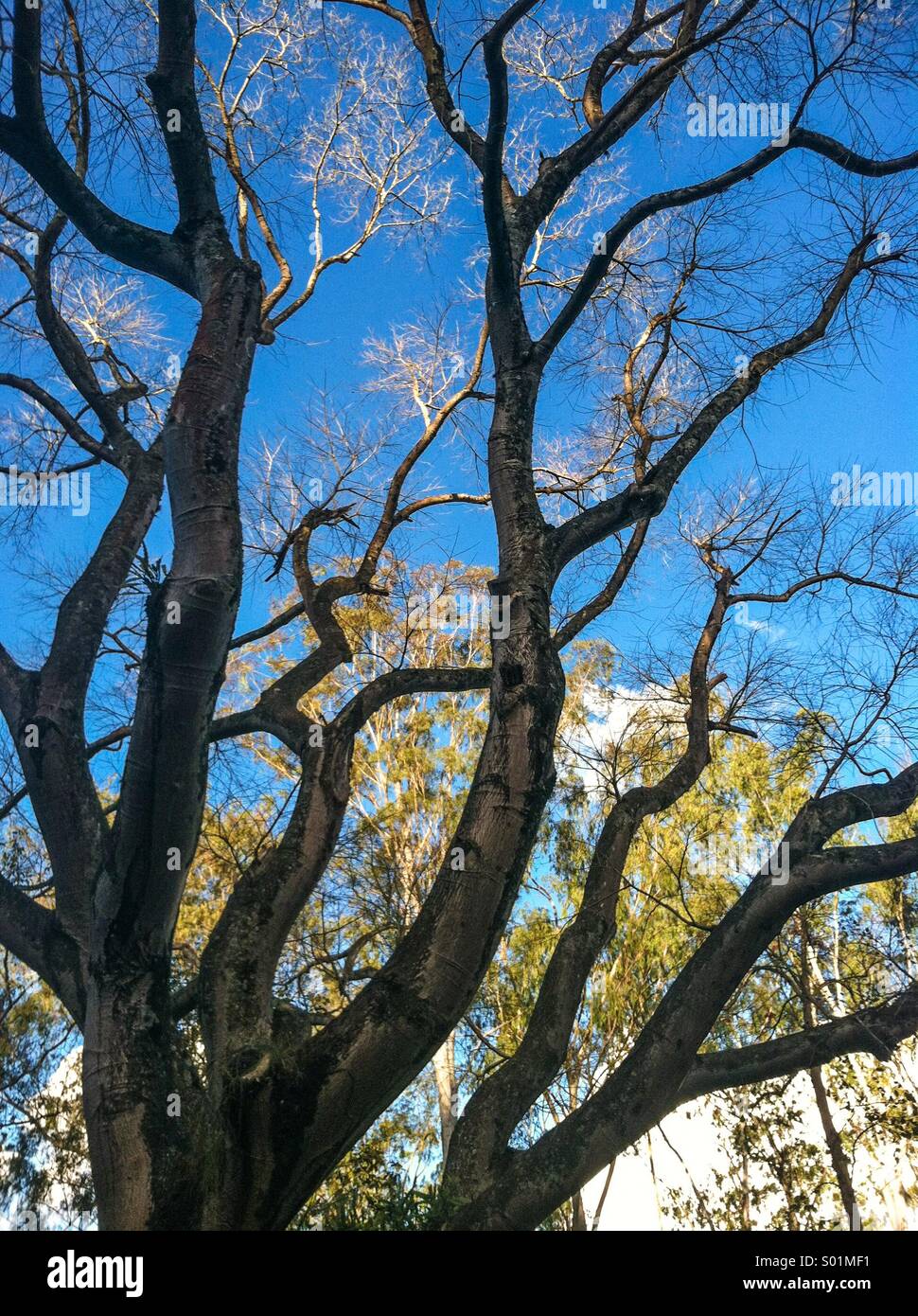 Brazil trees hi-res stock photography and images - Alamy