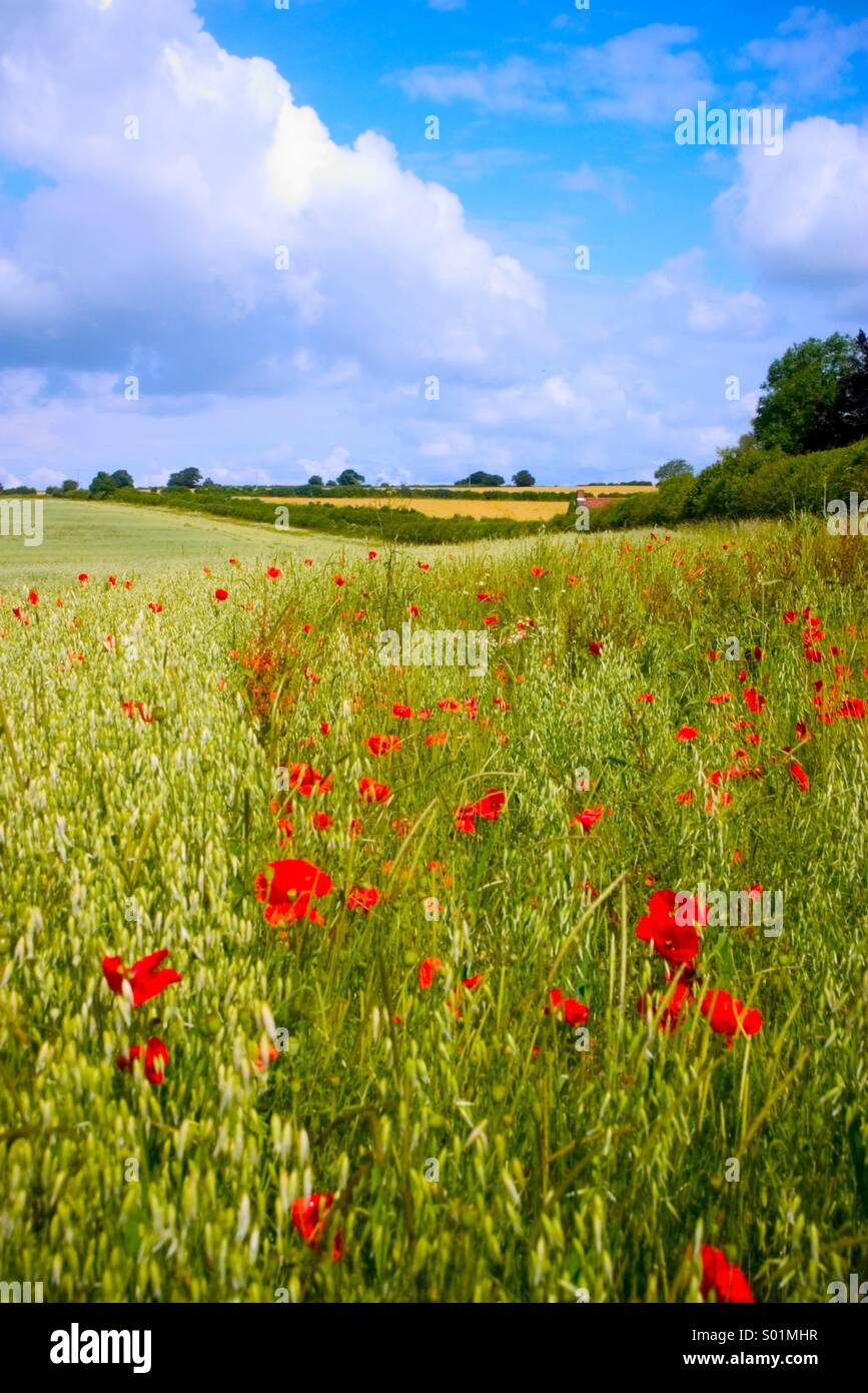 Poppy fields, summer,country Stock Photo - Alamy