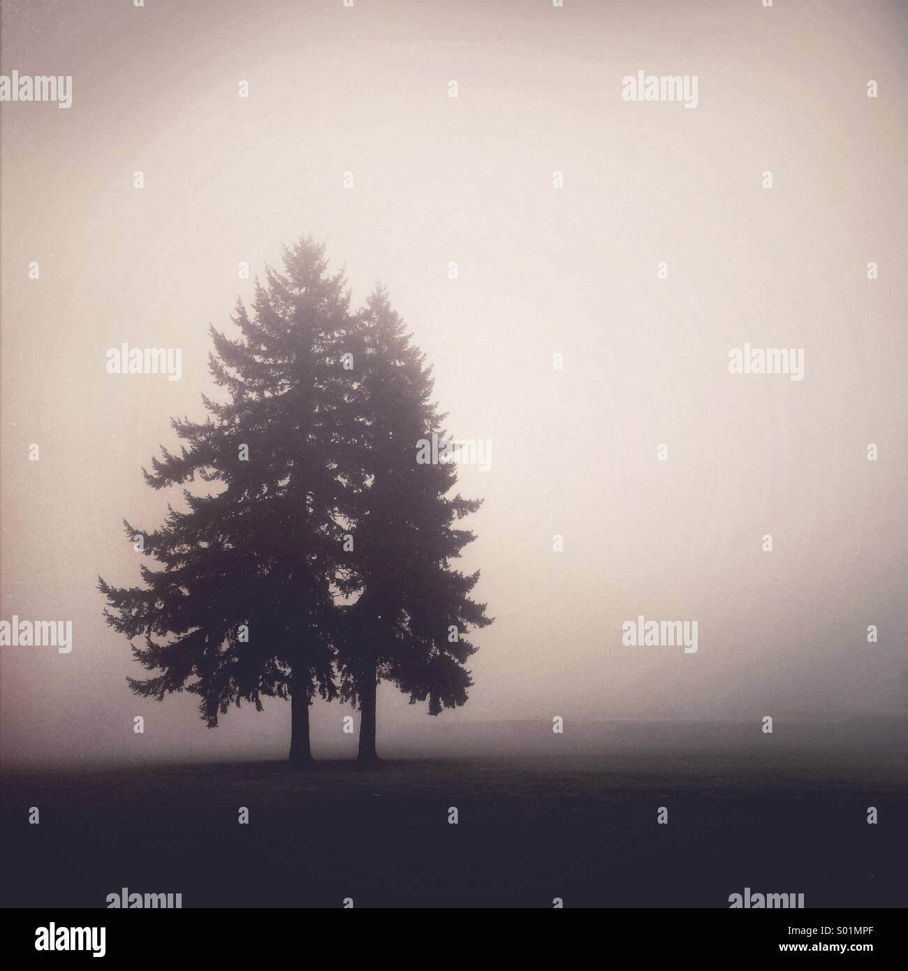 two trees in fog Stock Photo - Alamy