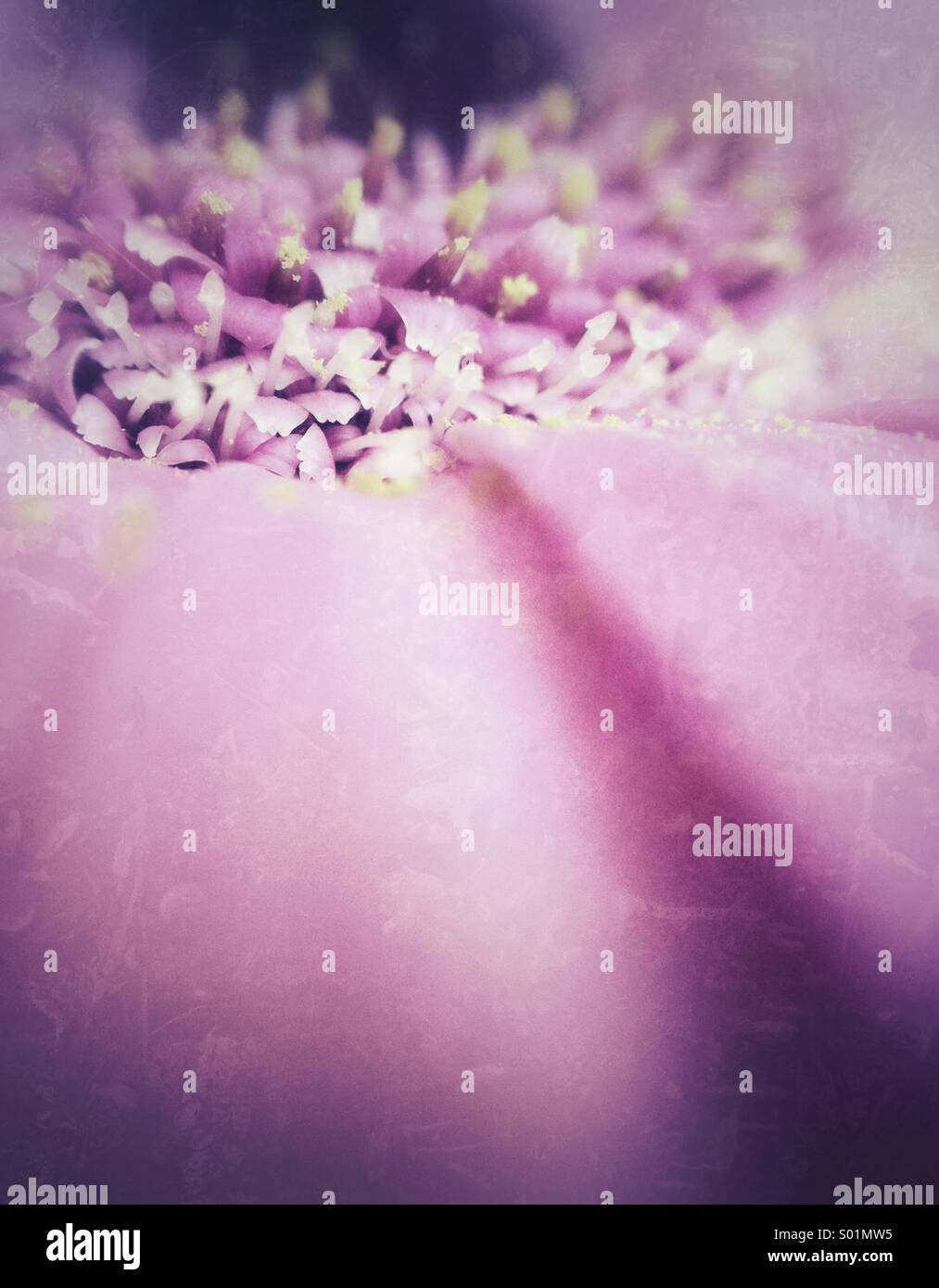 Lavender dream hi-res stock photography and images - Alamy