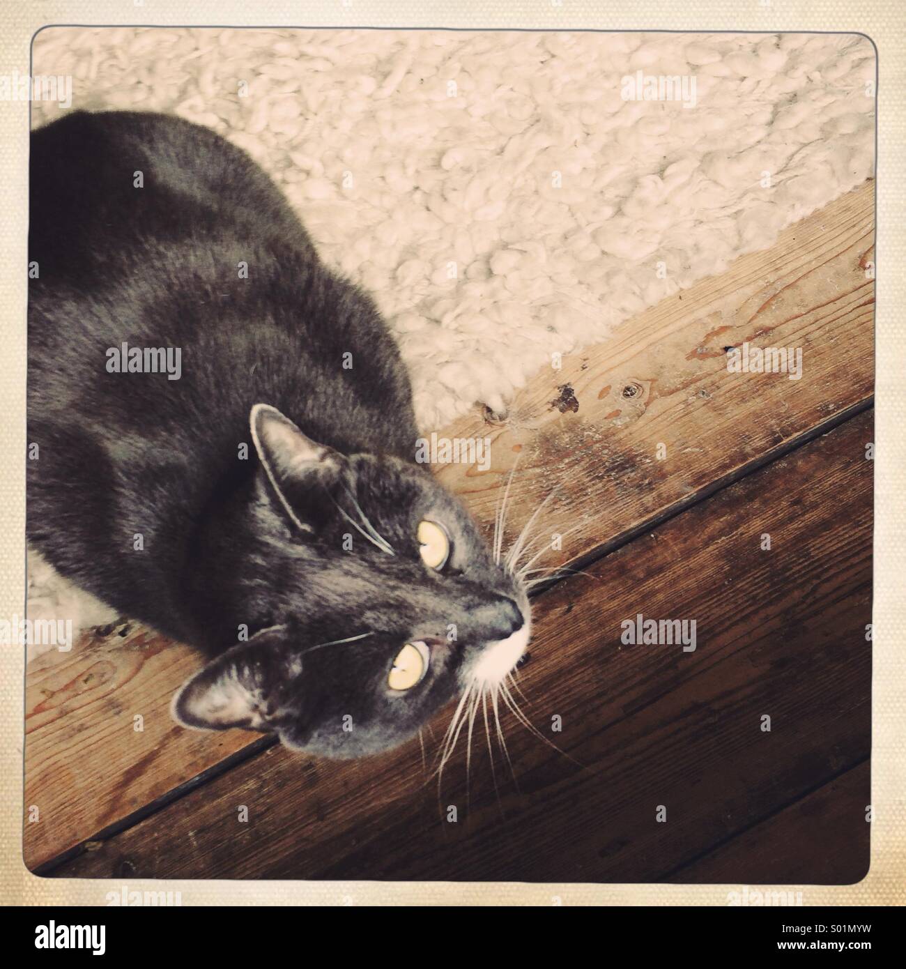 Cat ready to pounce Stock Photo - Alamy