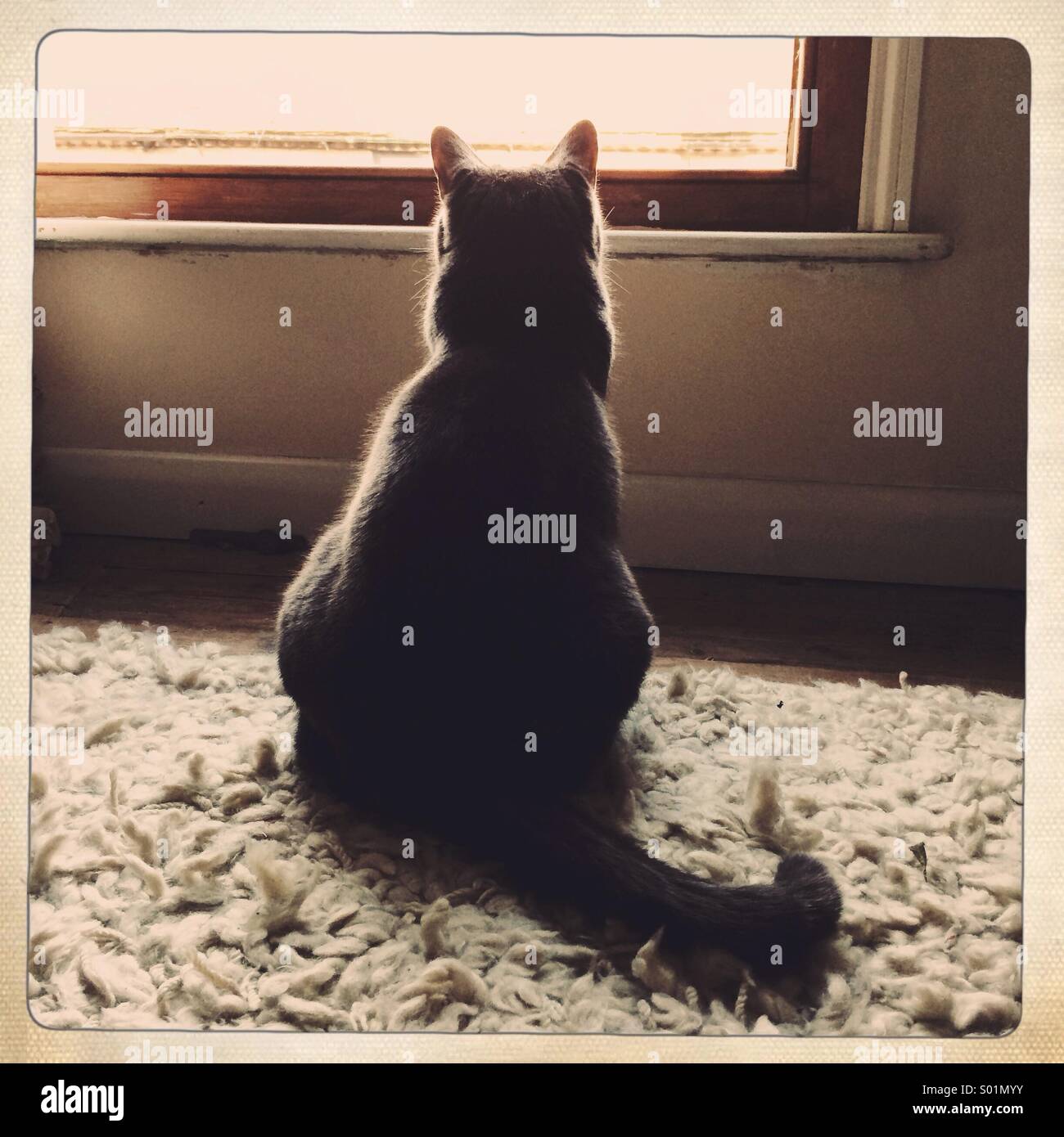 Cat grey cat hi-res stock photography and images - Alamy