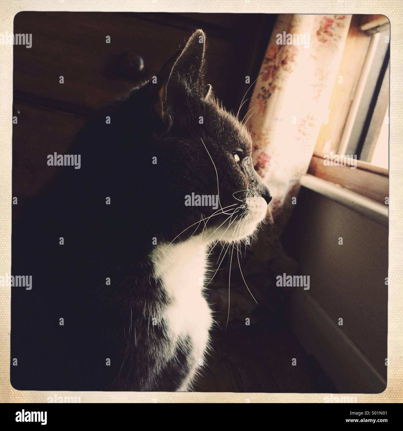 Cat grey cat hi-res stock photography and images - Alamy