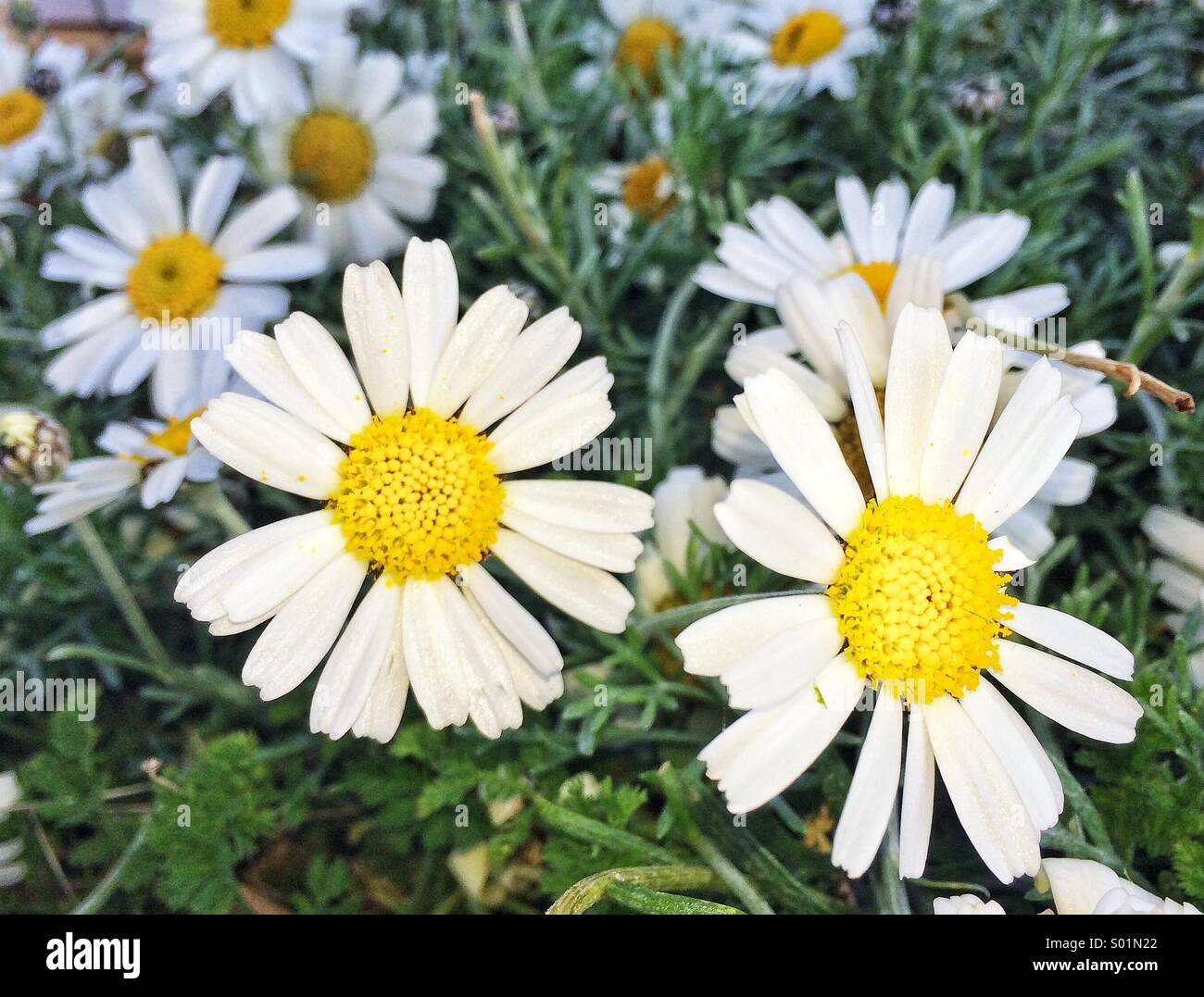 Giant Daisy Stock Photos & Giant Daisy Stock Images - Alamy