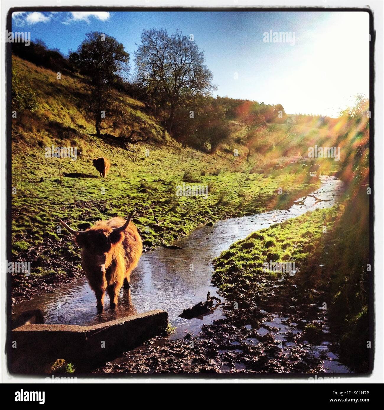 Highland cattle standing in stream in British countryside Stock Photo ...