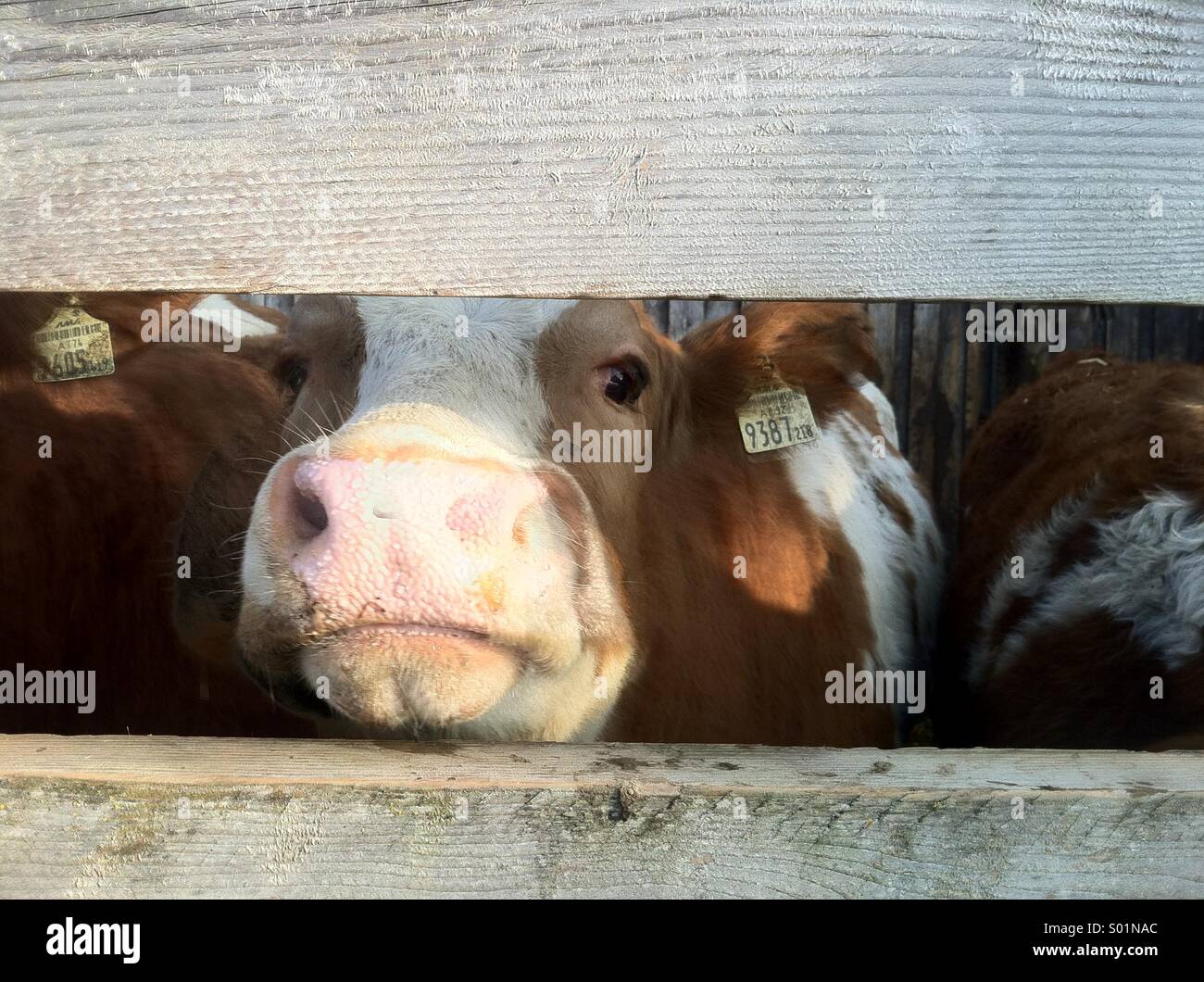 Cow outdoor hi-res stock photography and images - Alamy