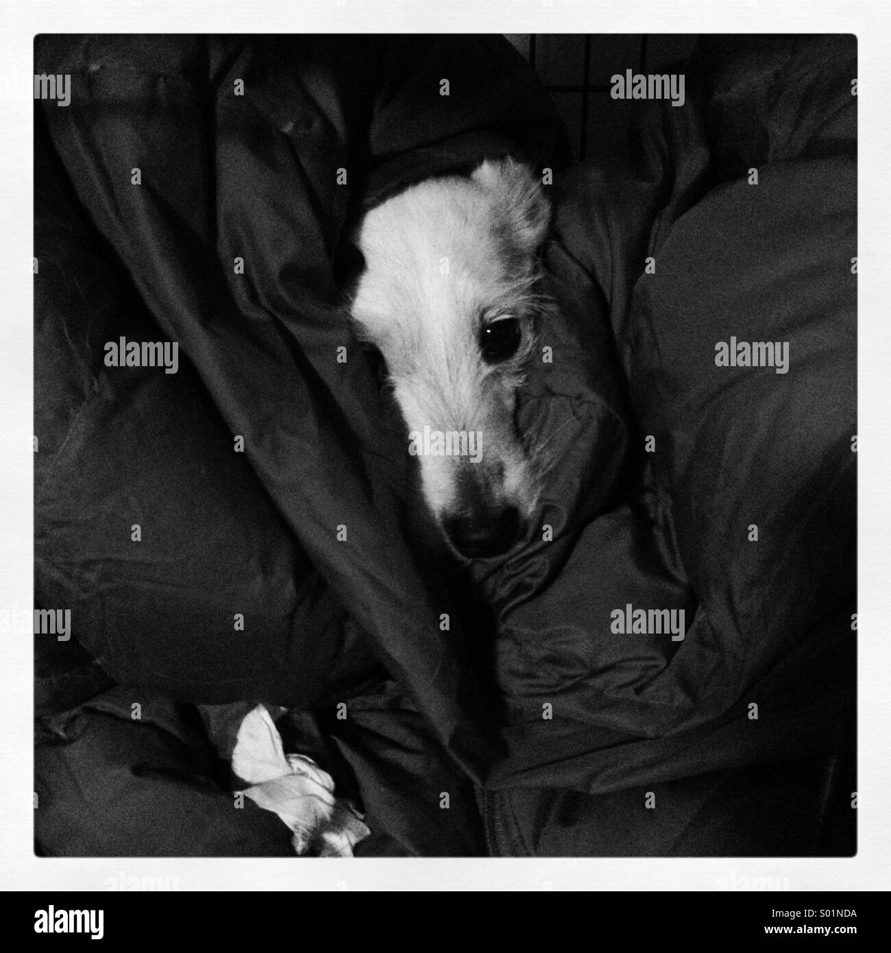 Dog blanket Black and White Stock Photos & Images - Alamy