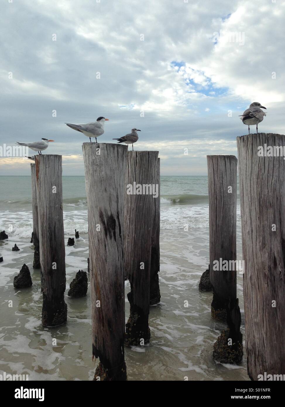 Ocean birds hi-res stock photography and images - Alamy