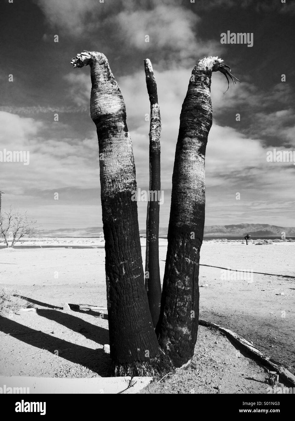 Dead palm tree hi-res stock photography and images - Alamy