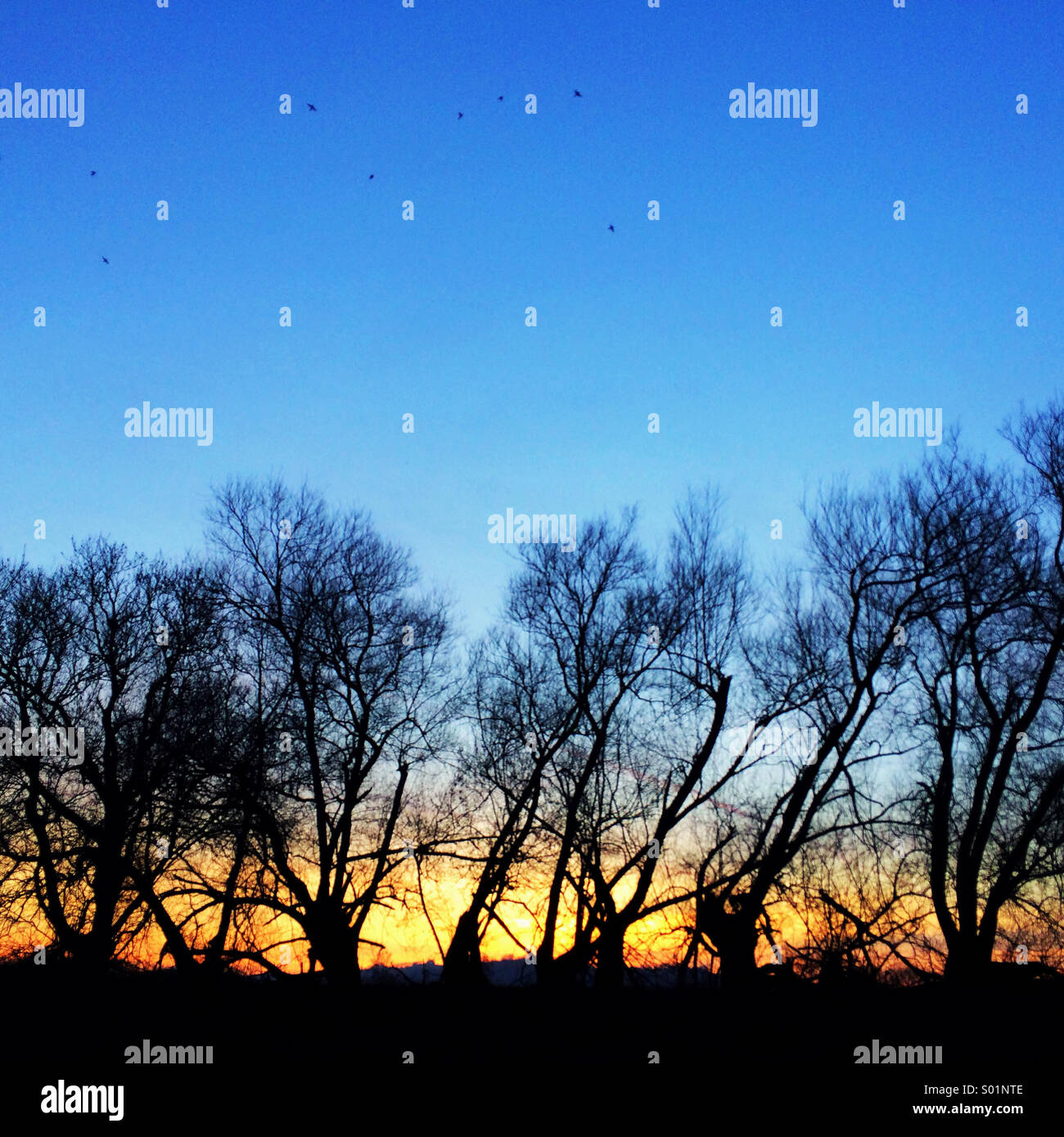 Sunset trees sky hi-res stock photography and images - Alamy