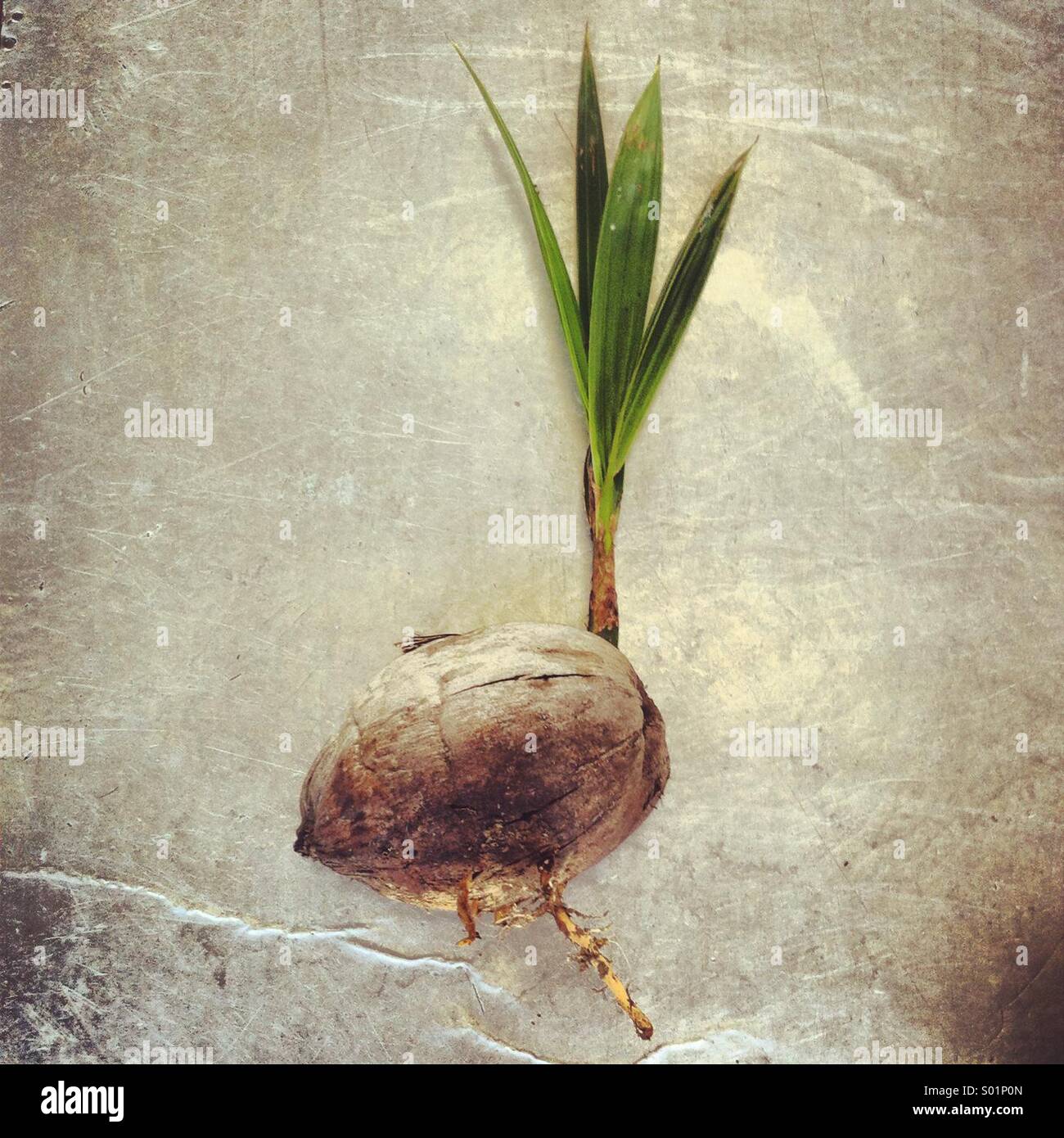 Coconut Sprout High Resolution Stock Photography and Images - Alamy