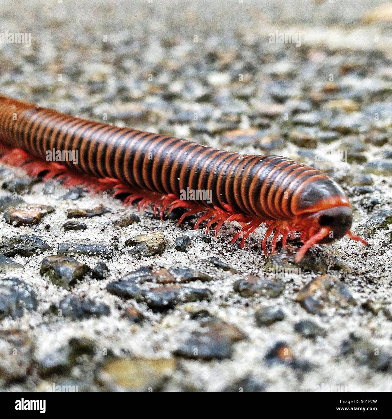 American millipede hi-res stock photography and images - Alamy