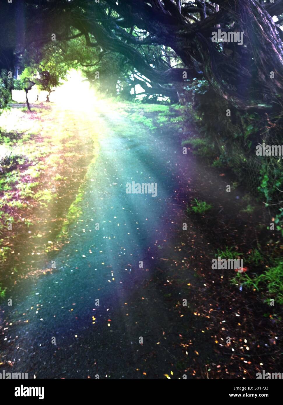 Sun lit path with a rainbow Stock Photo - Alamy