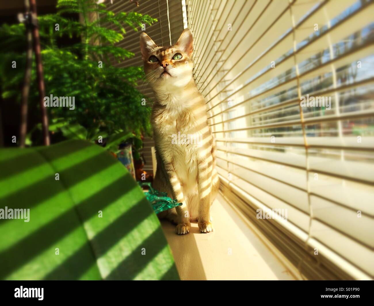 Singapura Cat in Window Garden of Home Stock Photo - Alamy