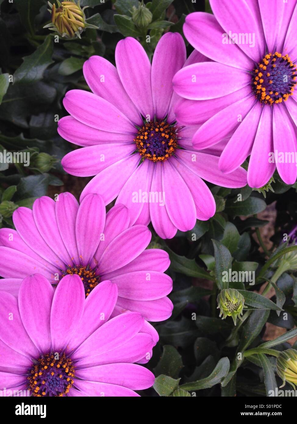 Margarita flower hi-res stock photography and images - Alamy