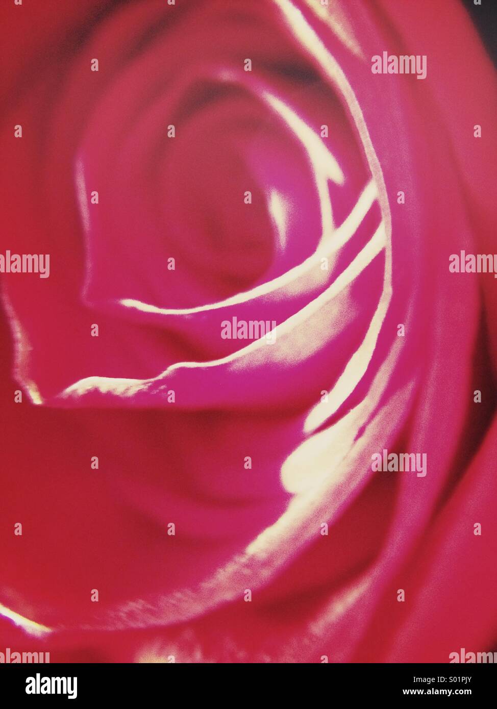 Close up rose flower Stock Photo - Alamy