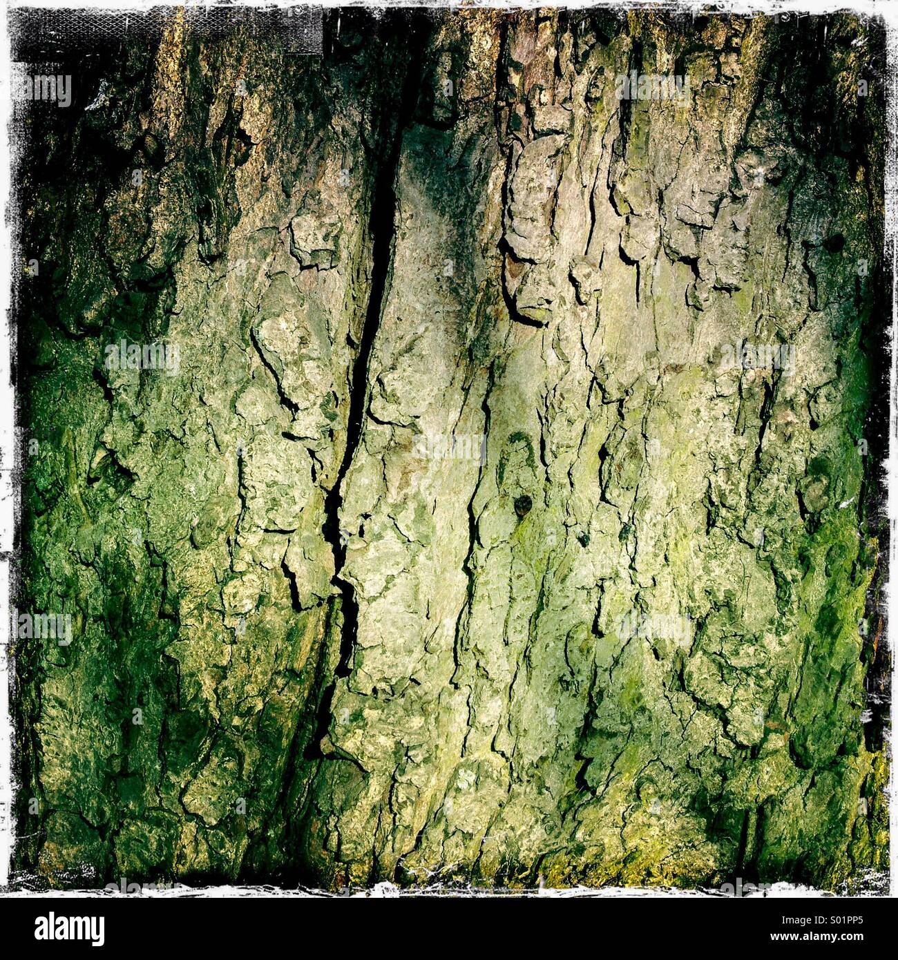 Close up of chestnut tree trunk showing texture hi-res stock ...