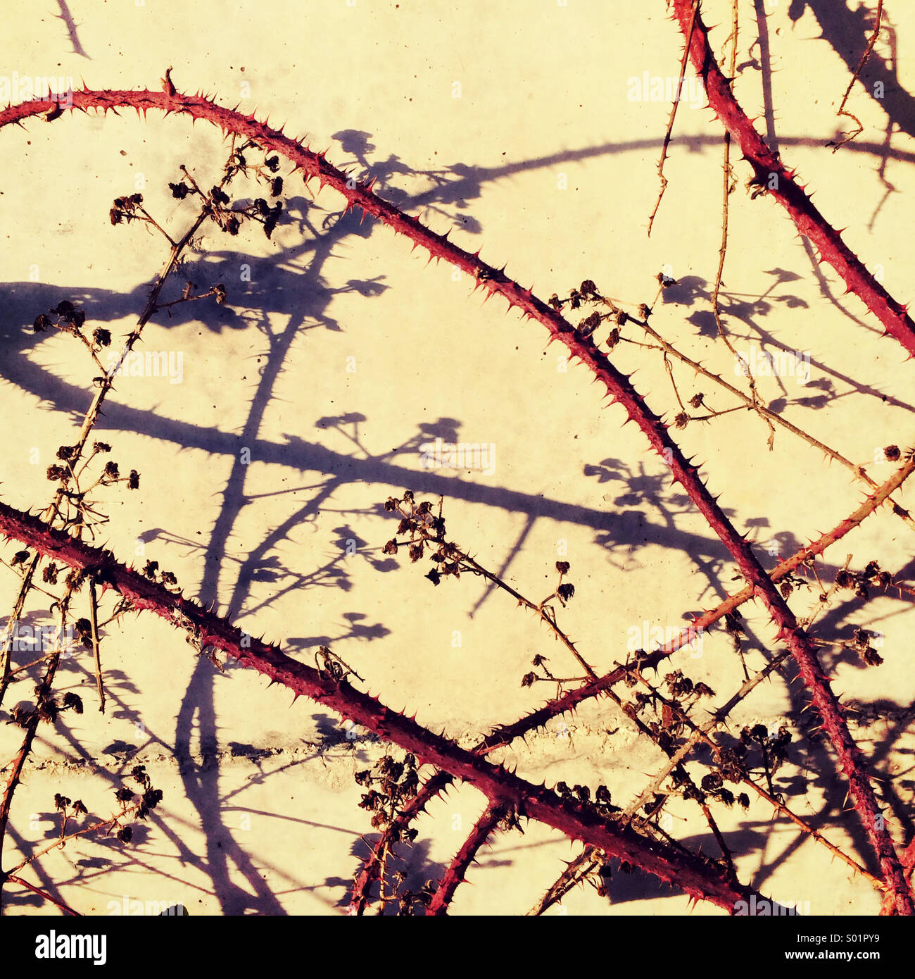 Brambles And Thorns High Resolution Stock Photography and Images - Alamy