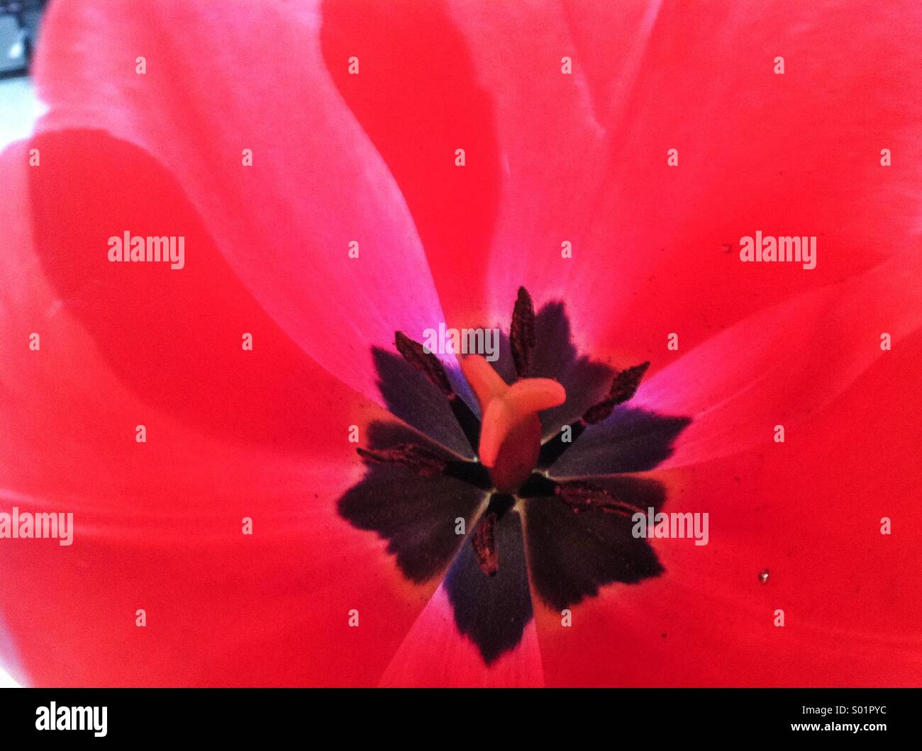 Inside of flower Stock Photo - Alamy