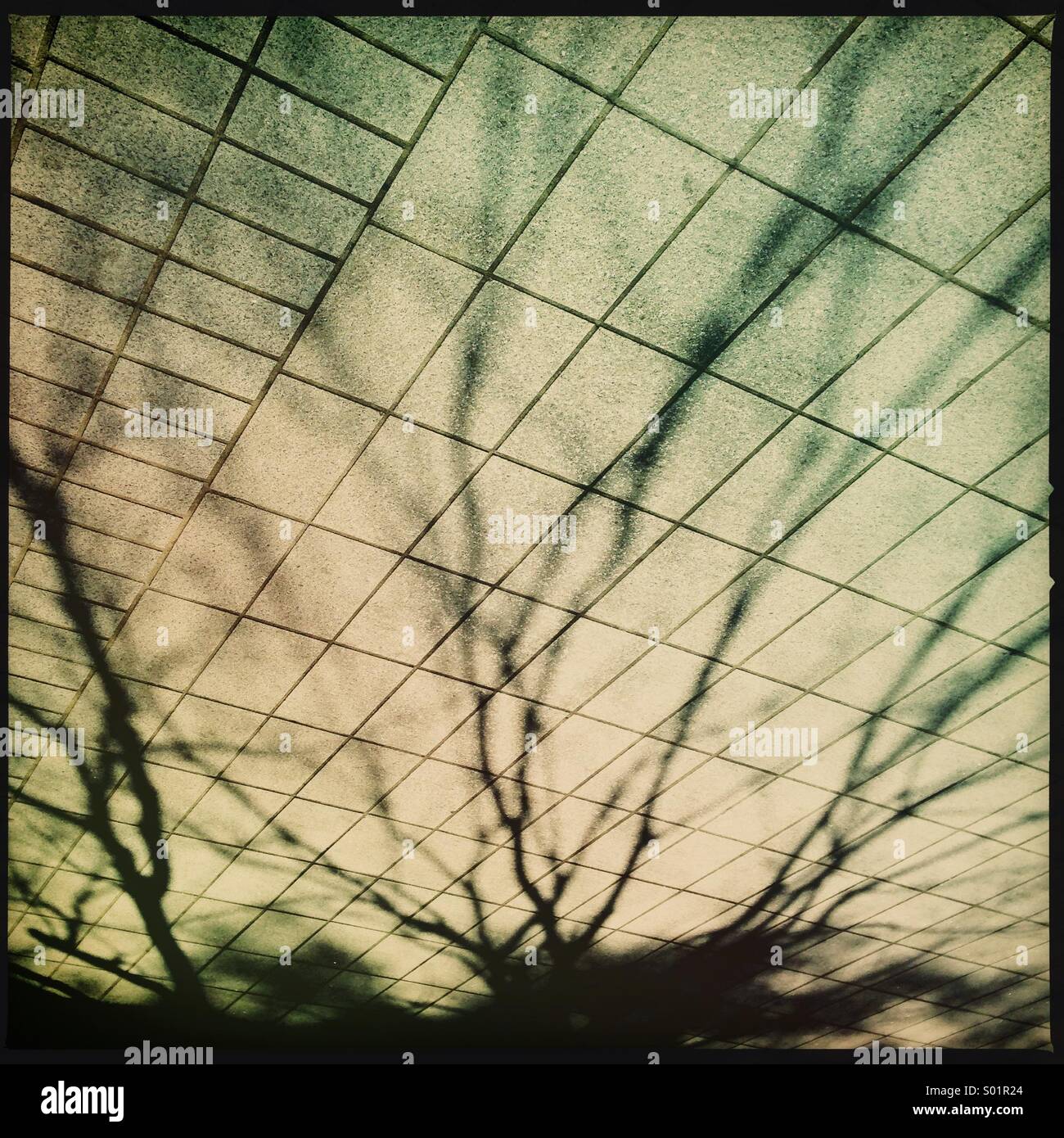 Tree shadows on sidewalk Stock Photo - Alamy