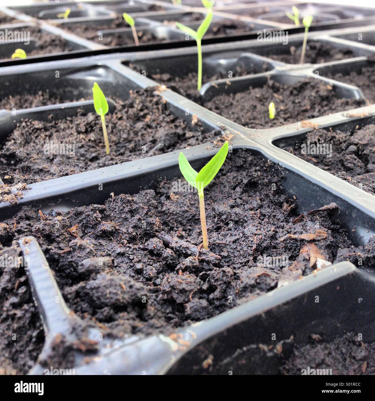 Growing from seeds hi-res stock photography and images - Alamy