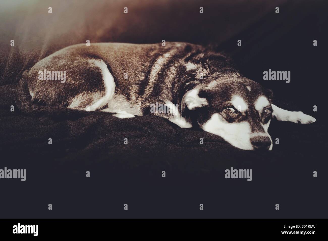 Canine rest hi-res stock photography and images - Alamy