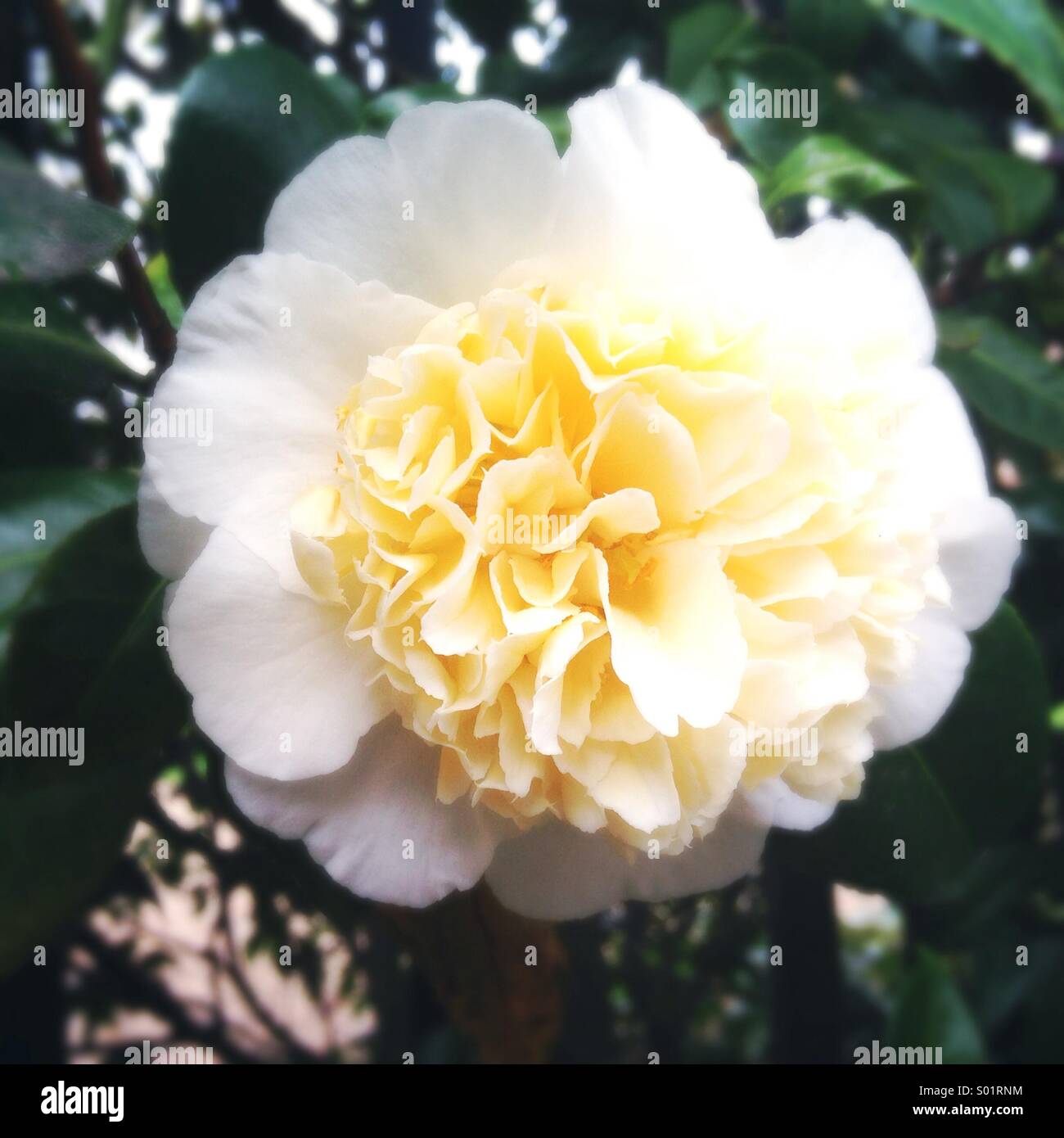White flower hi-res stock photography and images - Alamy