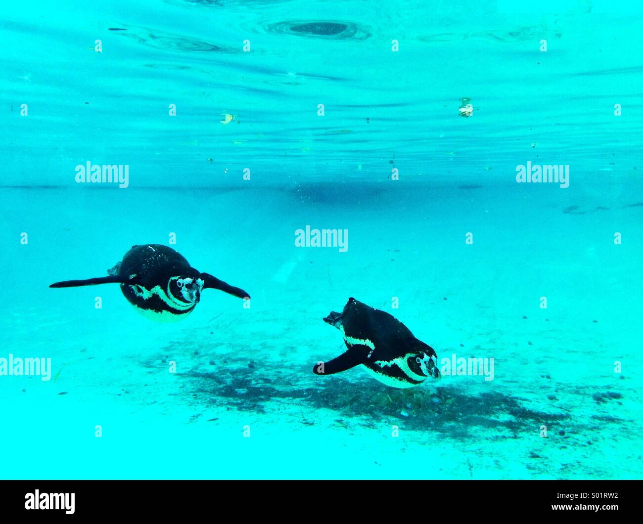 Two penguins swimming in a clear blue pool Stock Photo - Alamy