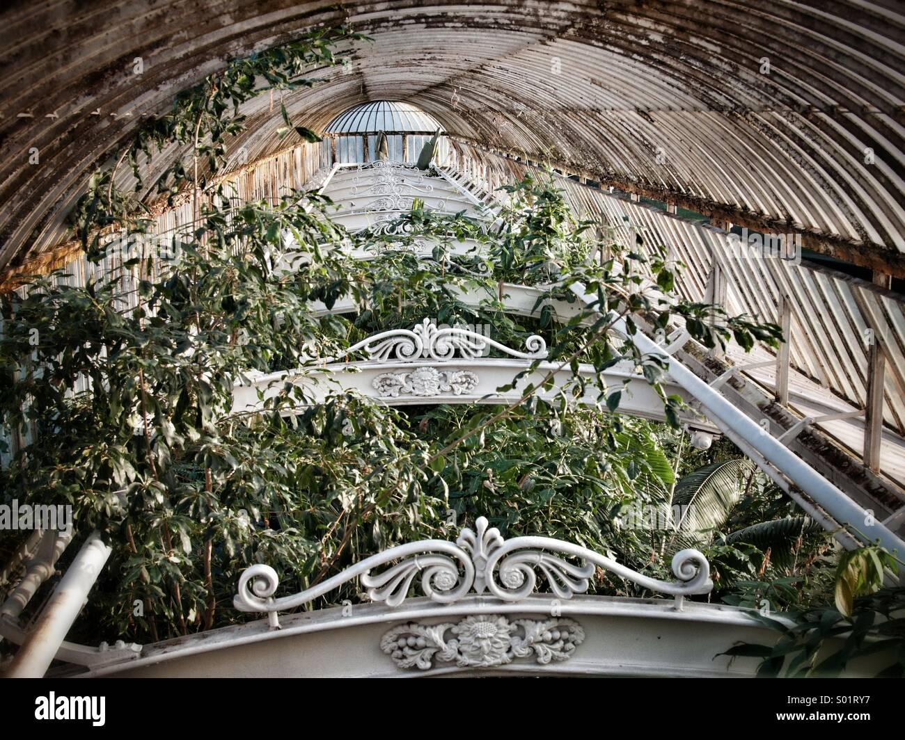 View inside Kew garden's palm house Stock Photo - Alamy