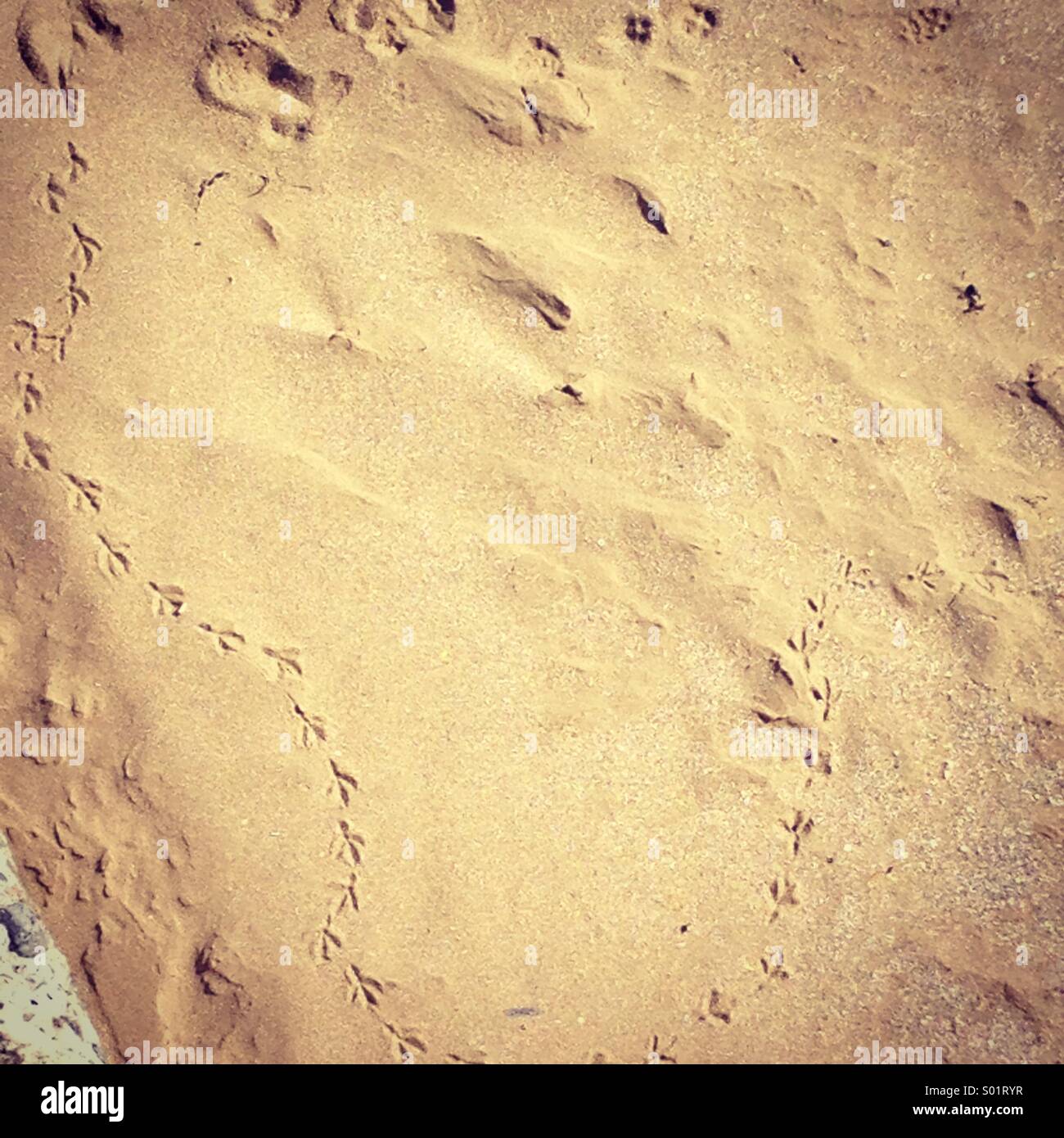 Animals footprints hi-res stock photography and images - Alamy