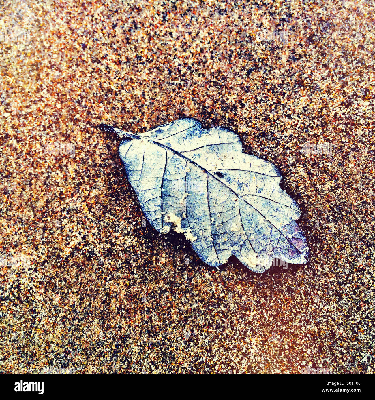 Purple beach hi-res stock photography and images - Alamy