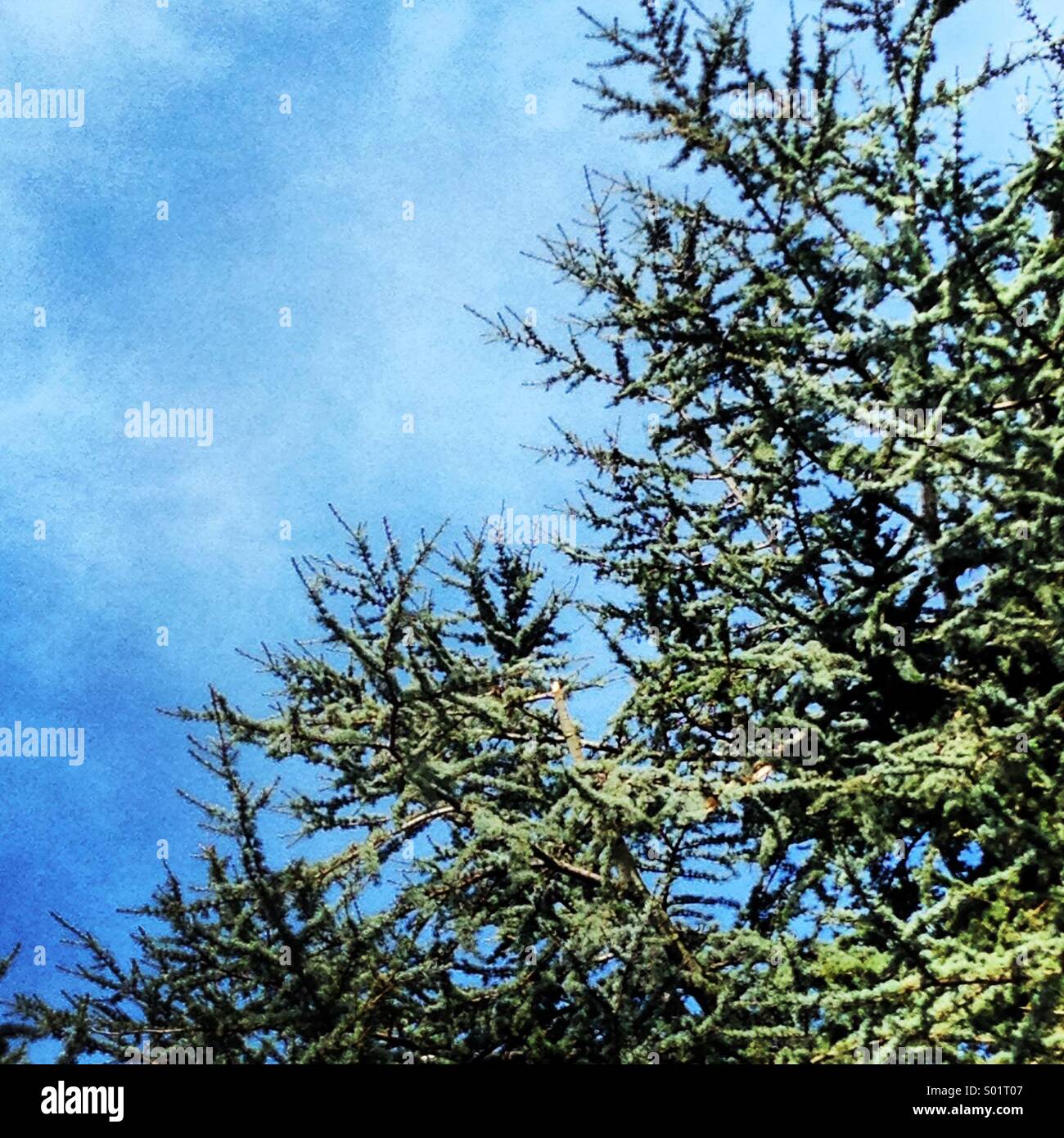 Green Tree Stock Photos & Green Tree Stock Images - Alamy