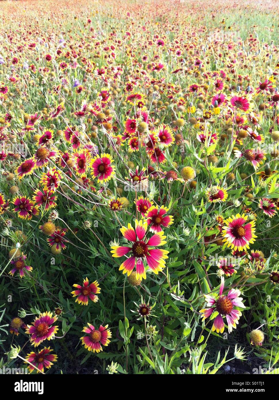 Field of Texas wild flowers known as Indian Blanket or Firewheel Stock ...