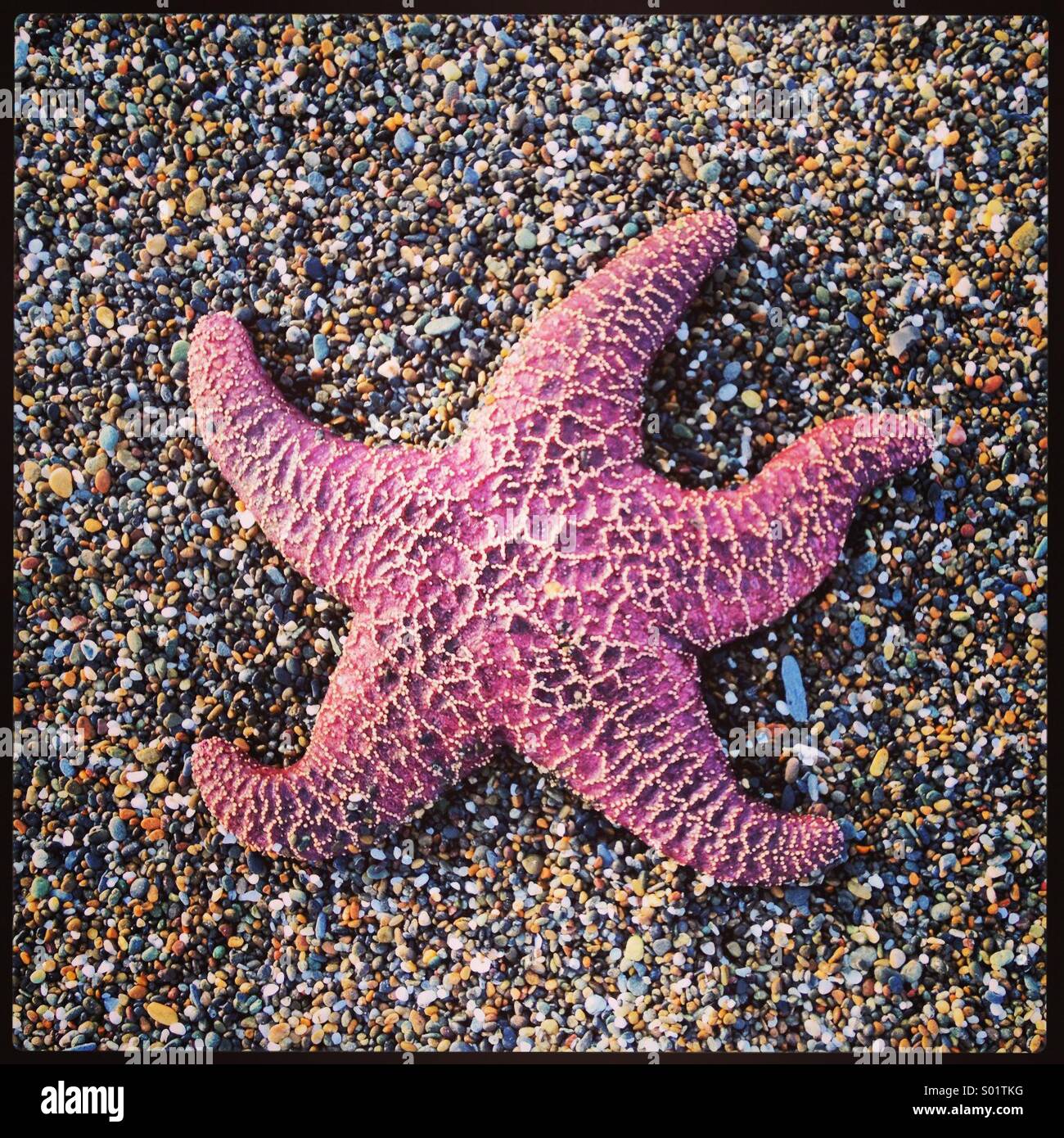 Sea star on the beach, southern Oregon coast, USA Stock Photo - Alamy