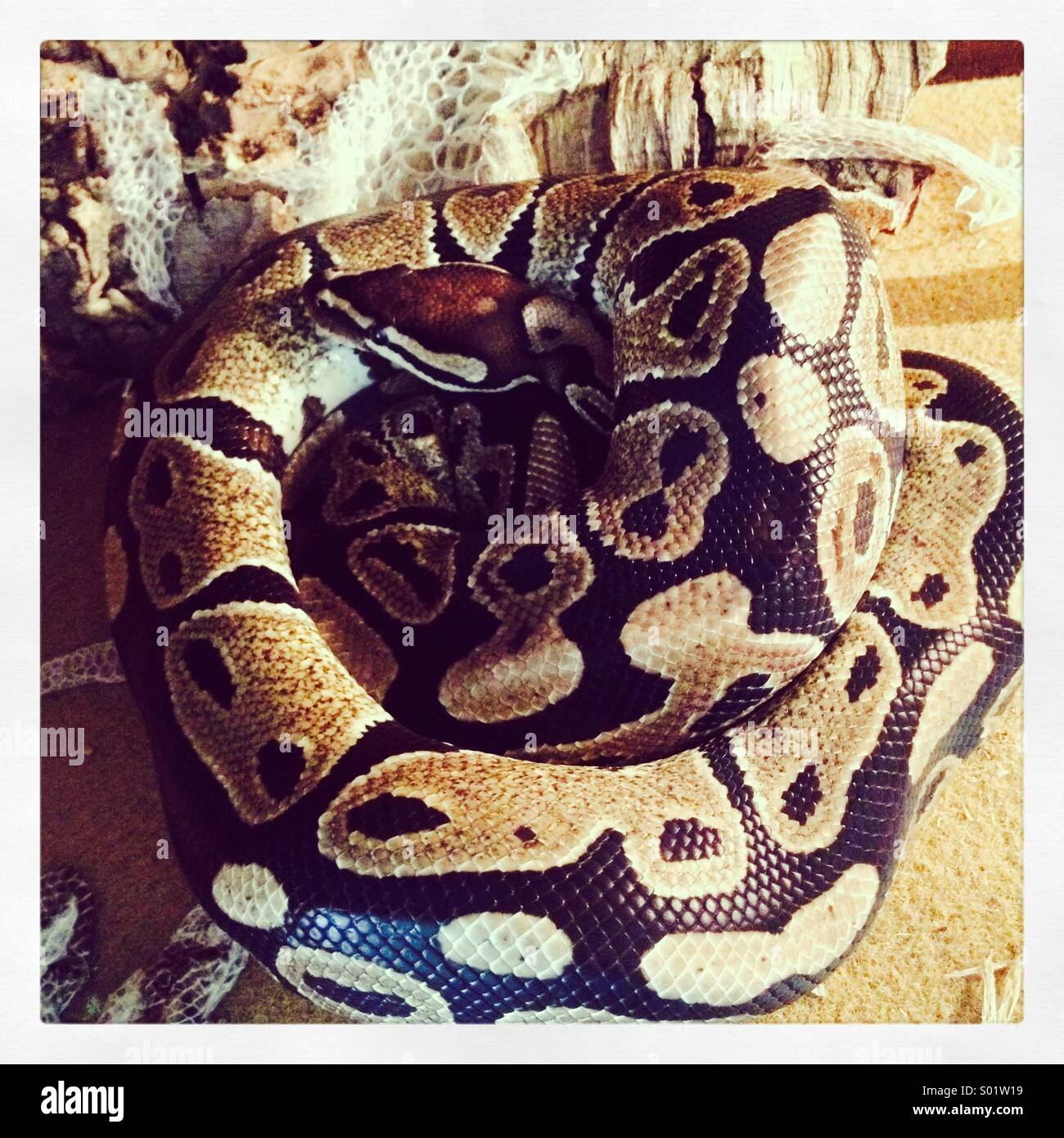 Royal python hi-res stock photography and images - Alamy