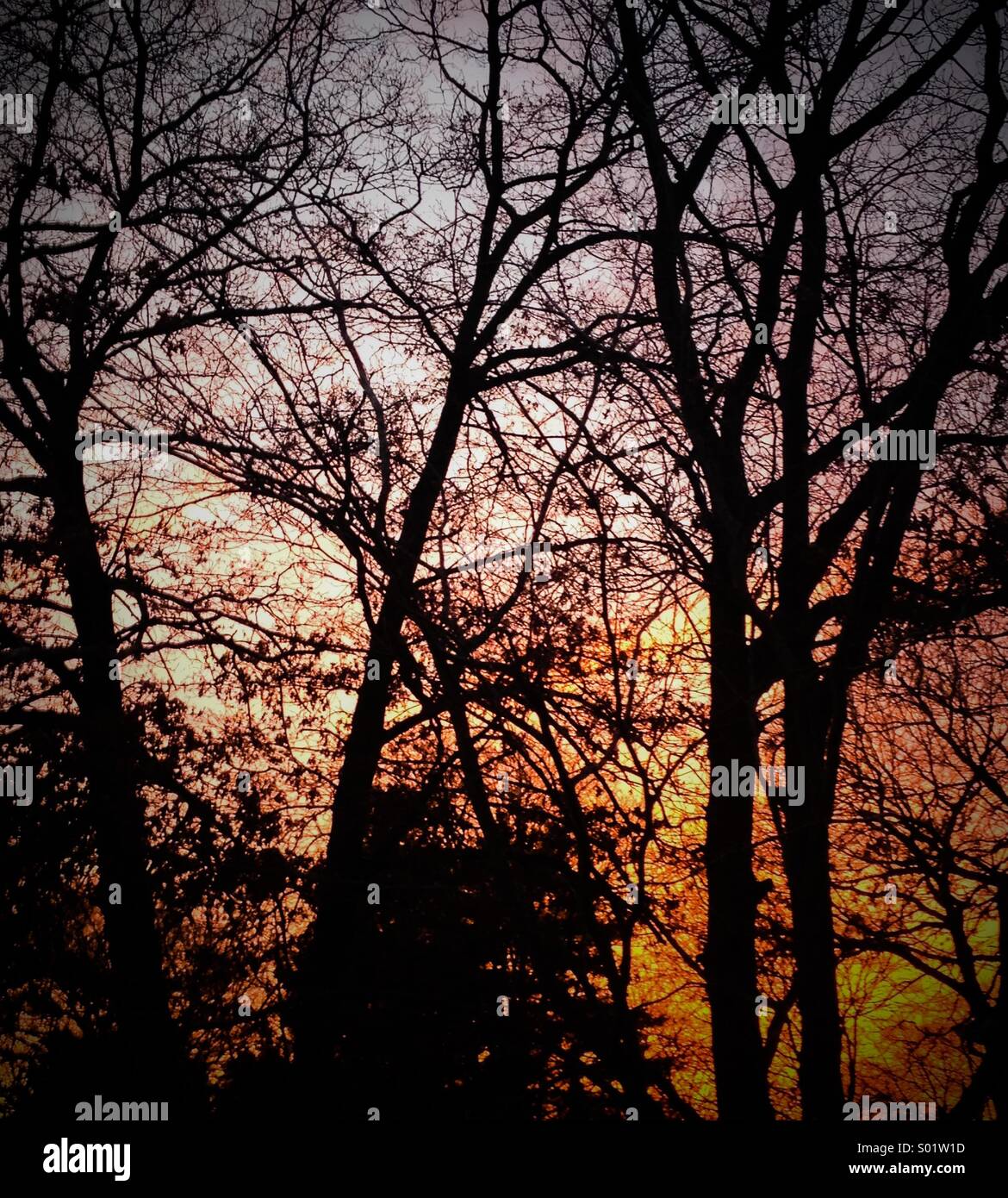 Sunset behind the trees Stock Photo - Alamy