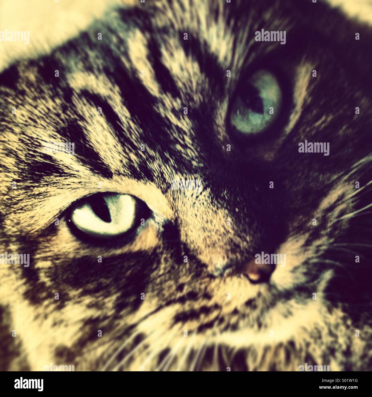 My cat, Lucia, looks like an owl Stock Photo - Alamy