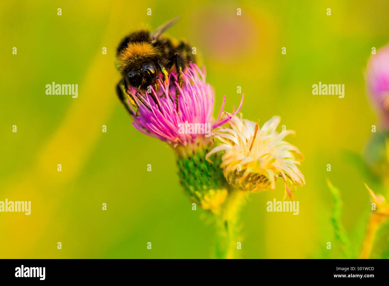 Bumblebee on a flower Stock Photo - Alamy