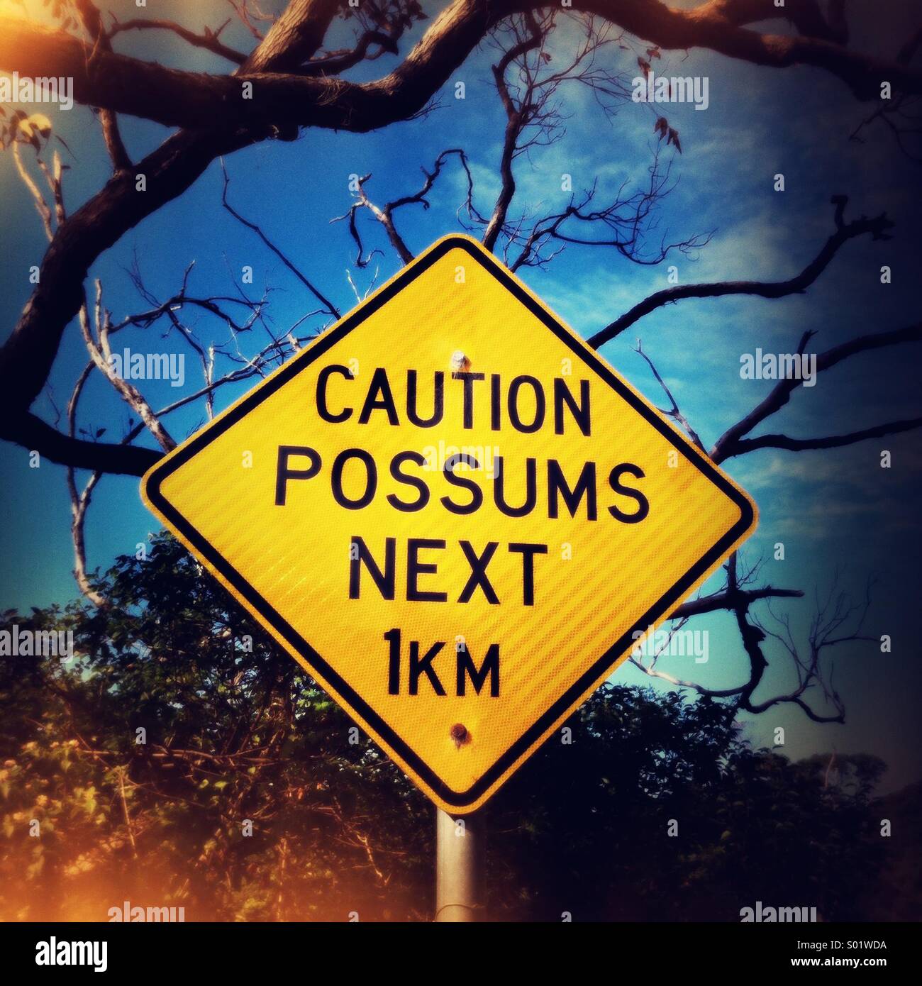 Possums High Resolution Stock Photography and Images - Alamy