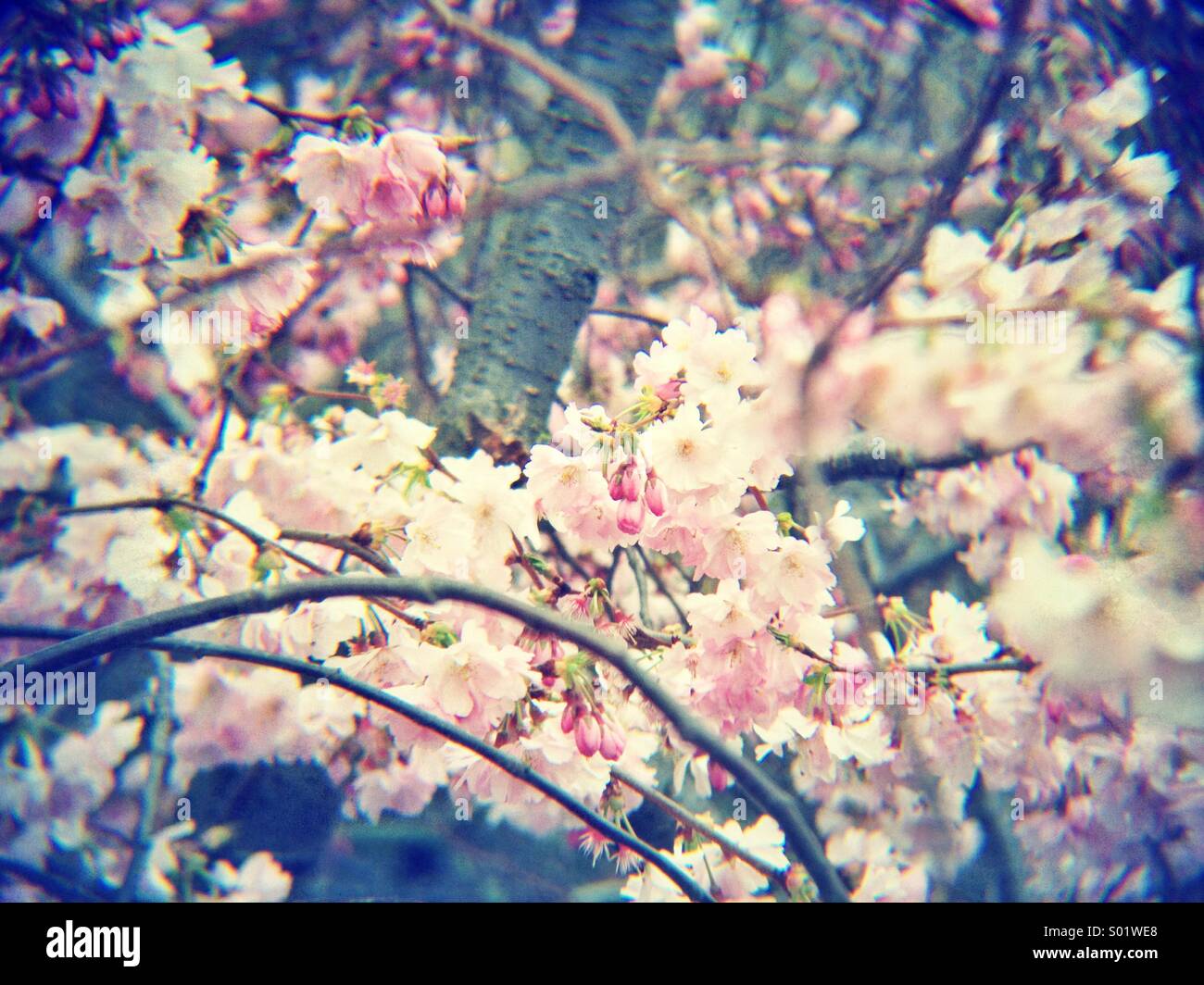 Vintage Cherry Tree High Resolution Stock Photography and Images - Alamy
