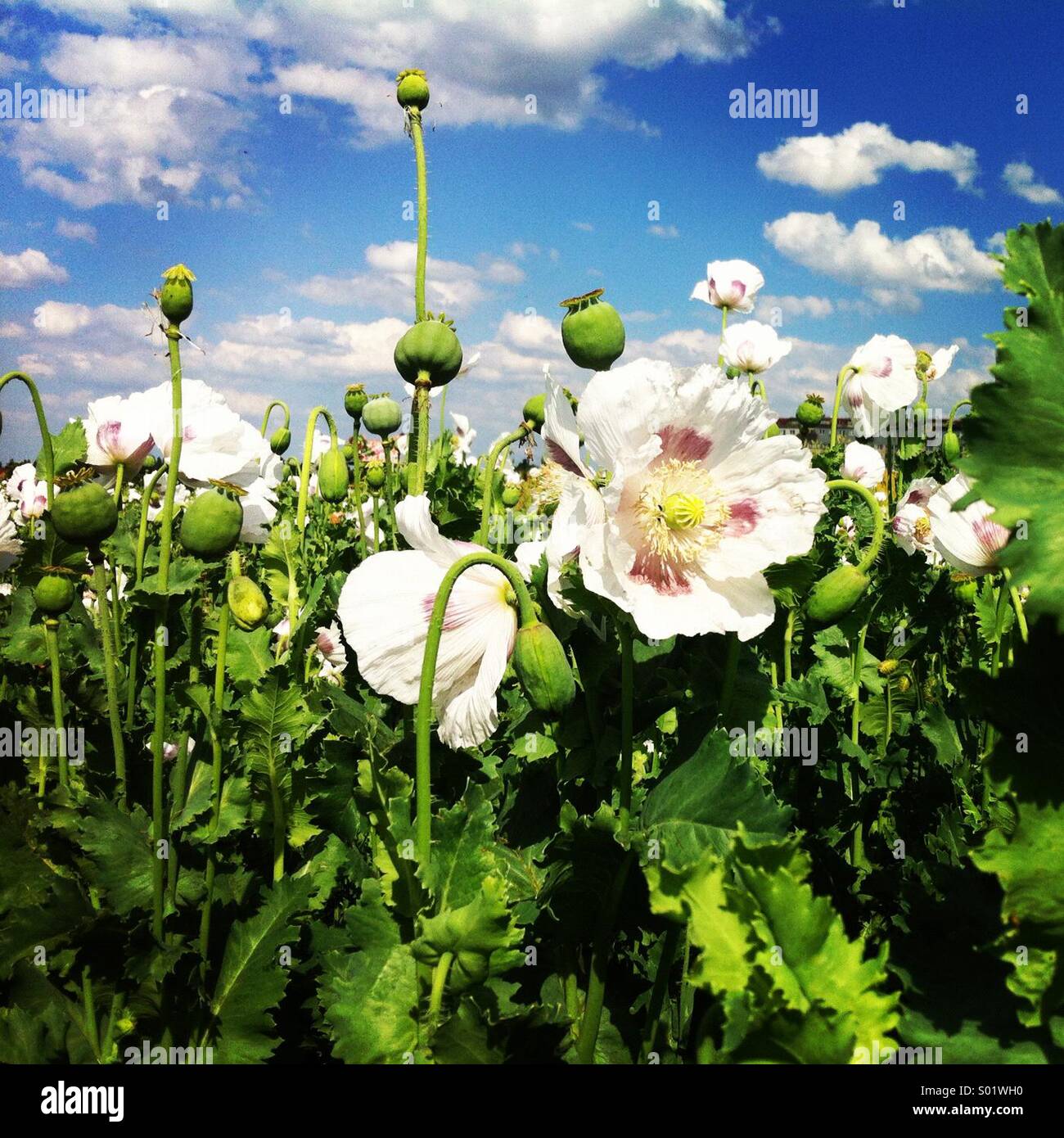 Field of poppy flowers Stock Photo - Alamy